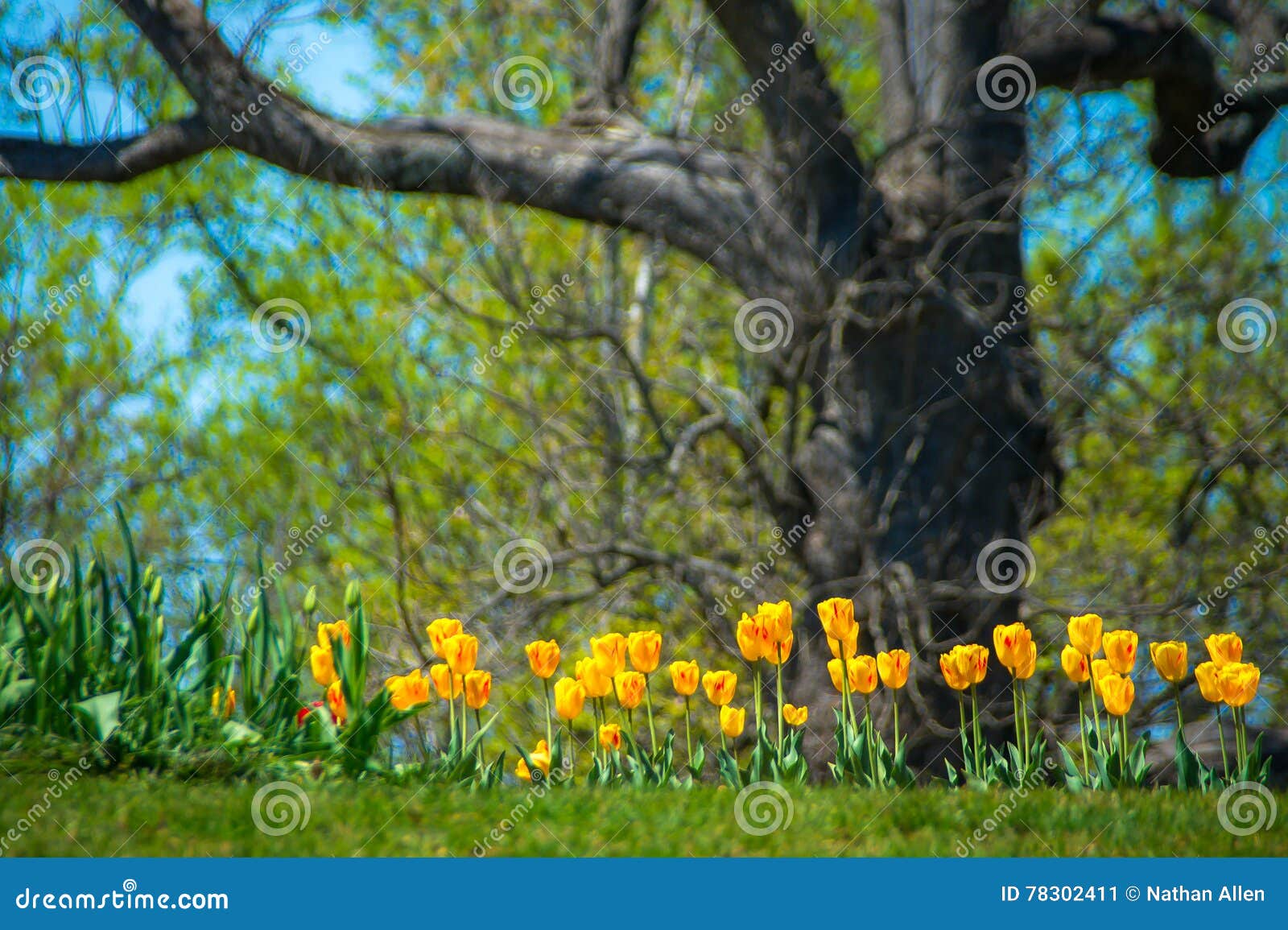 Yellow Tulips & Oak Tree Royalty-Free Stock Photography | CartoonDealer ...