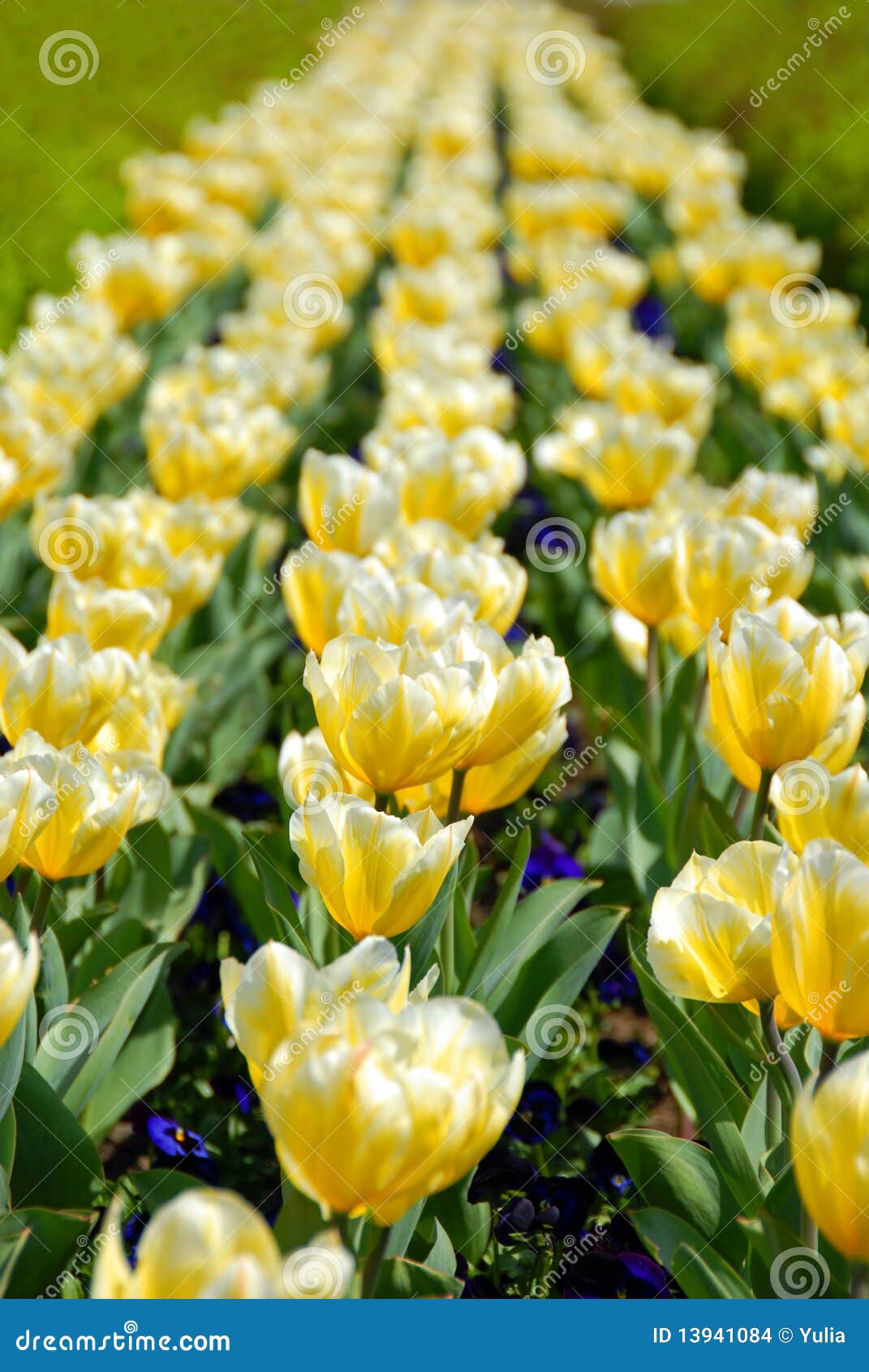 Yellow tulips row stock photo. Image of beauty, green - 13941084