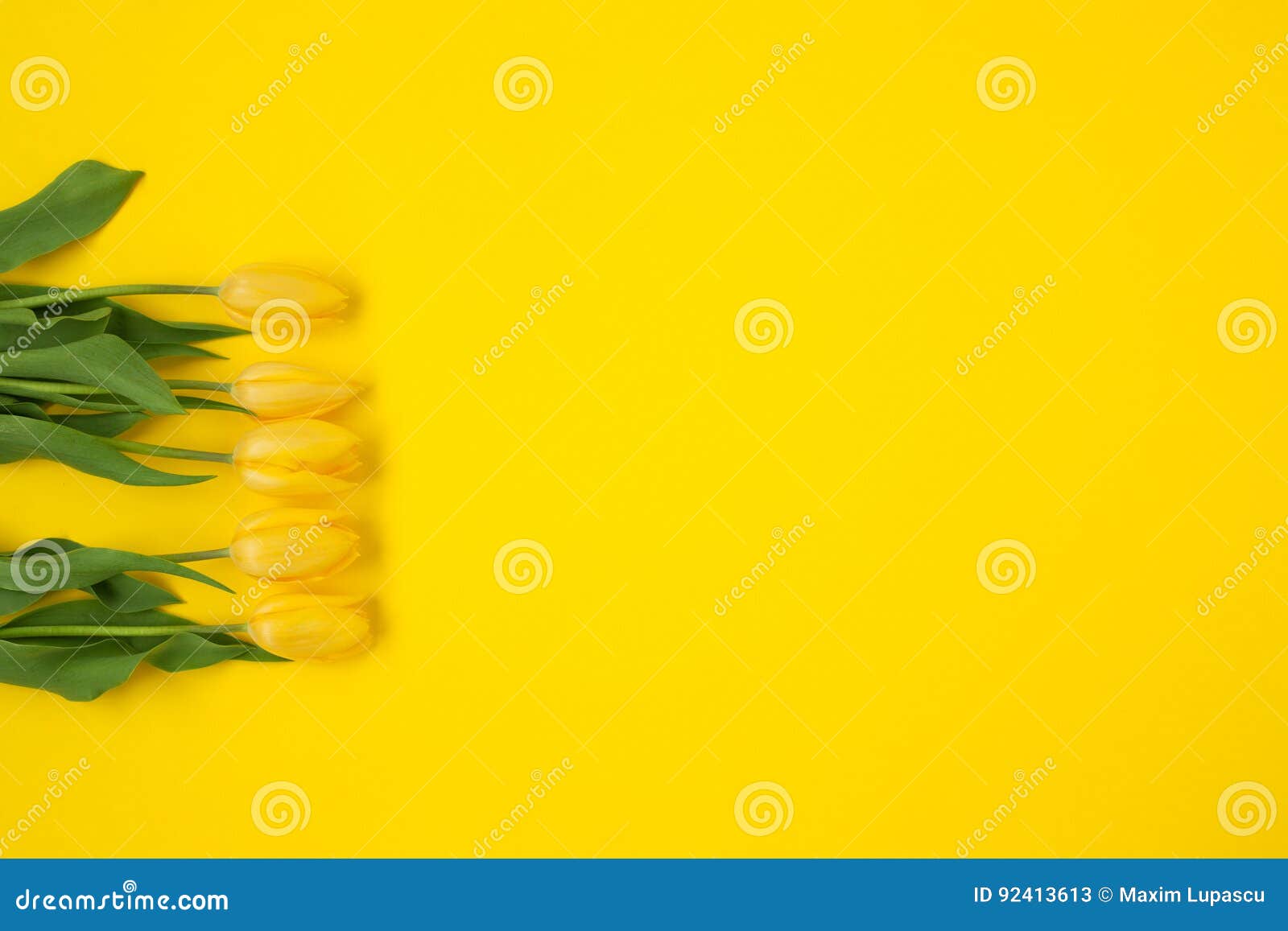 Yellow tulips on a side stock image. Image of beauty - 92413613