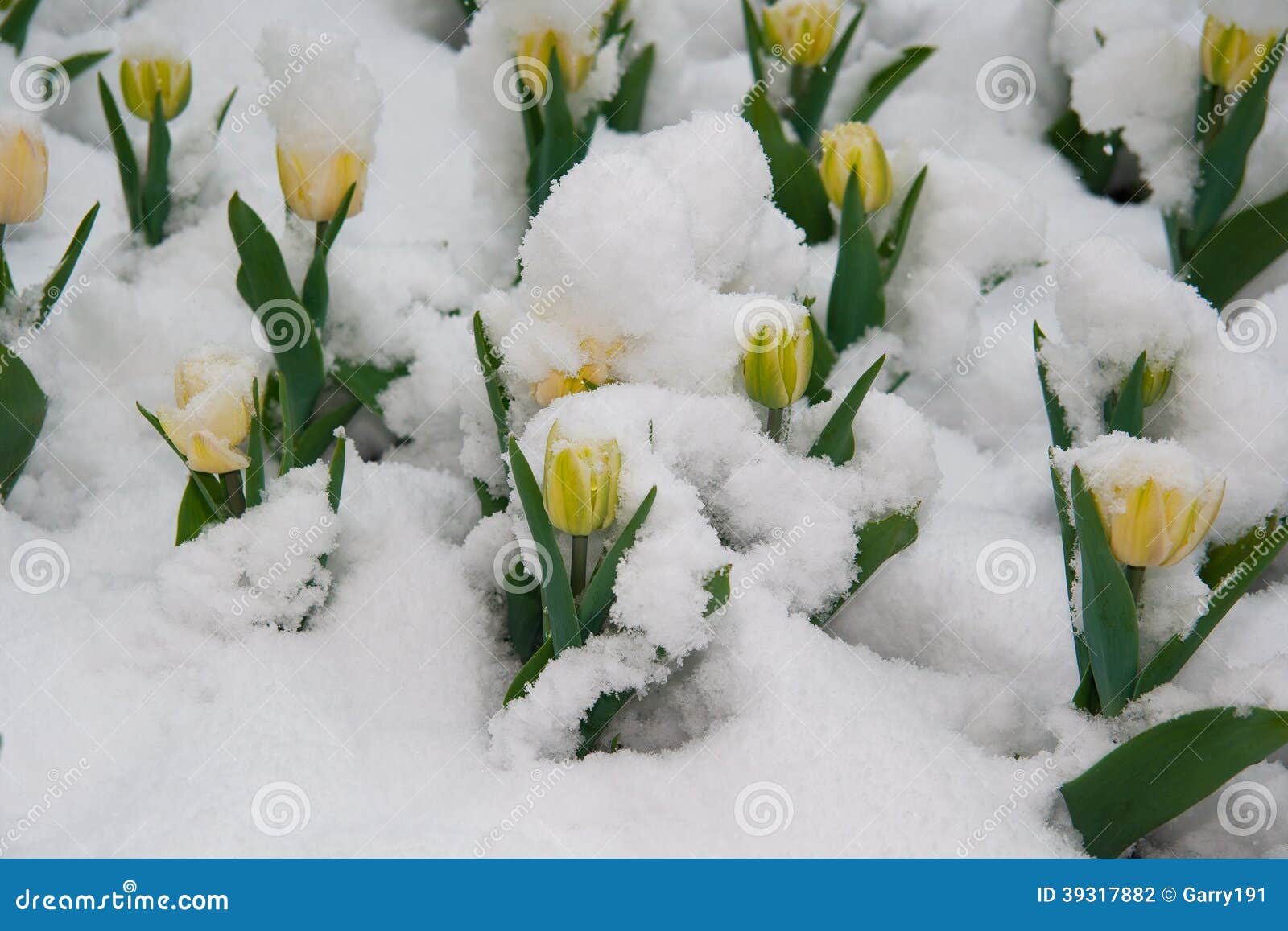 Yellow Tulips are in the Snow Stock Photo - Image of natural, green ...