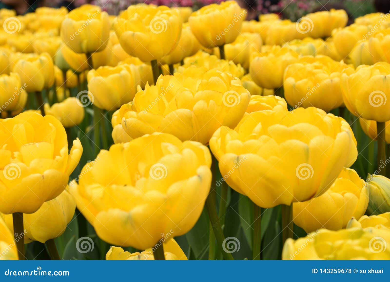 Yellow tulips in spring stock photo. Image of yellow - 143259678