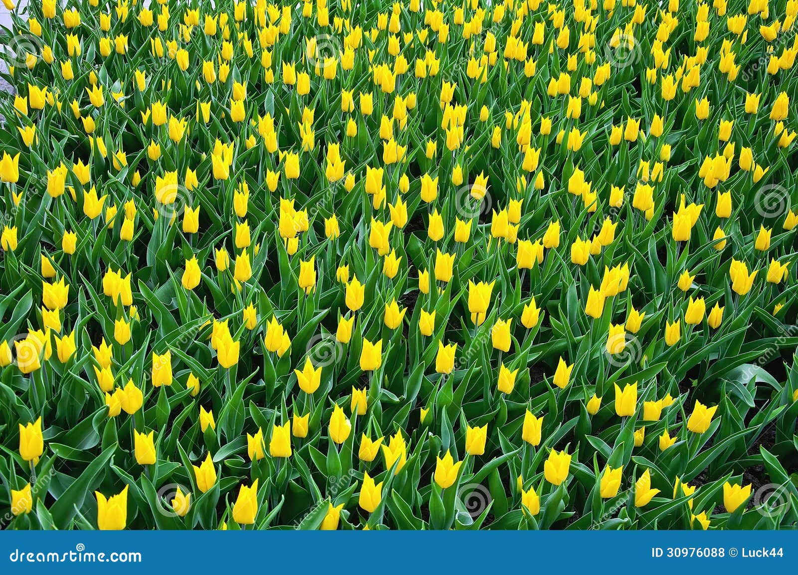 Yellow Tulips during the Spring Stock Photo - Image of elegant, bouquet ...
