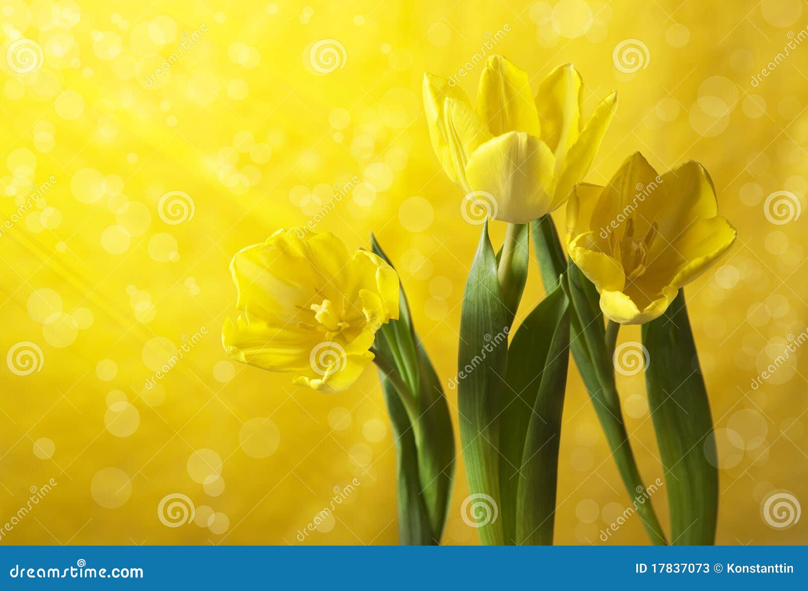 Yellow Tulips Spring Sunshine Stock Image - Image of magnification ...
