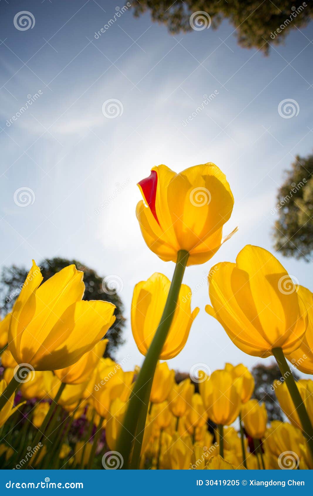 Yellow tulips stock image. Image of group, nature, beauty - 30419205