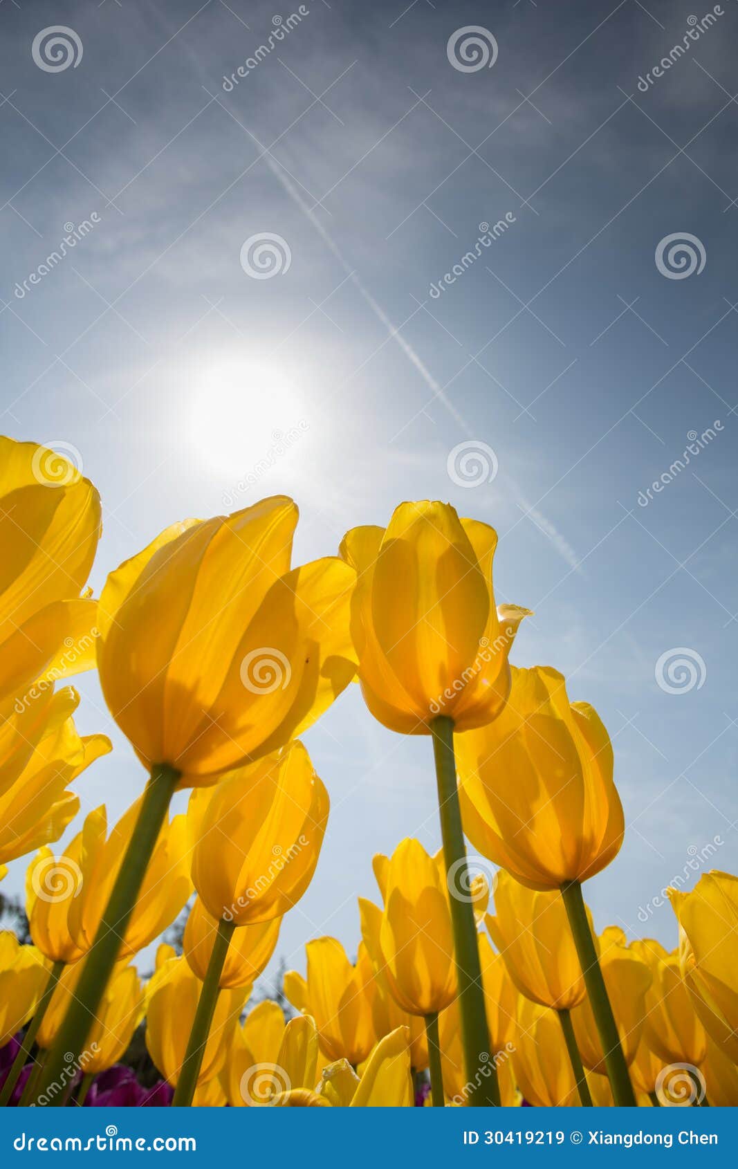 Yellow tulips stock image. Image of sunshine, flower - 30419219