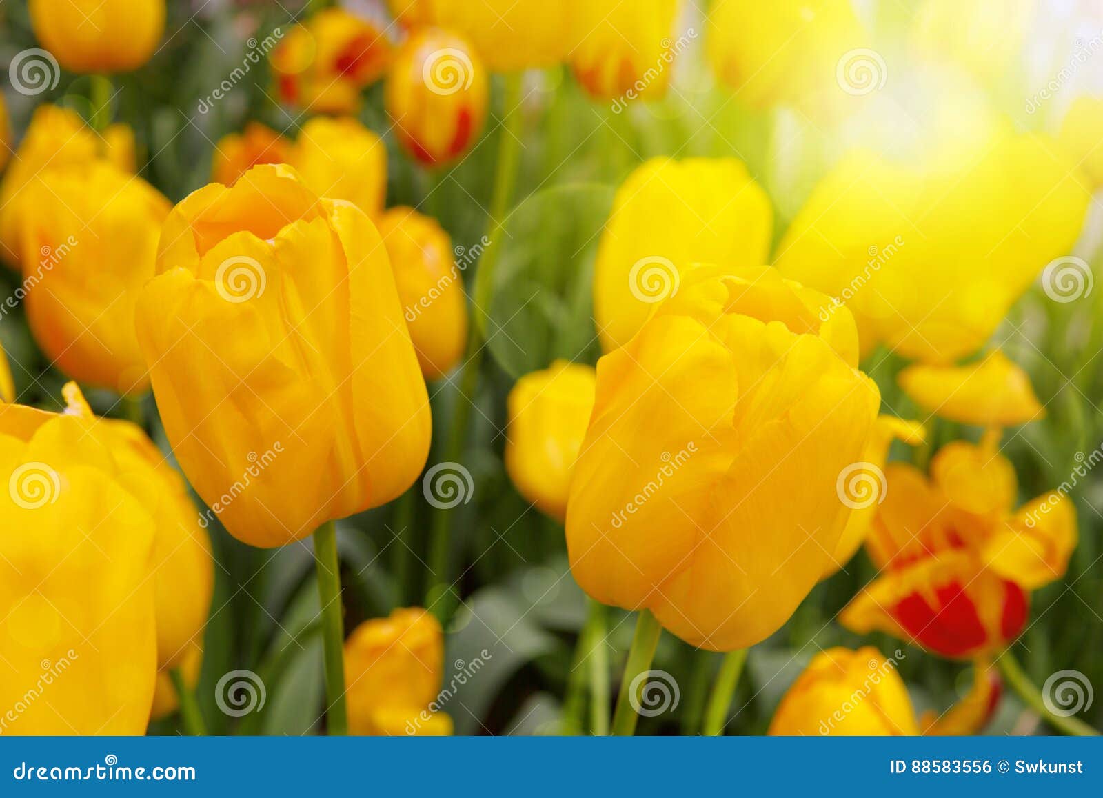 Yellow Tulips and Sunshine. Stock Photo - Image of season, flora: 88583556