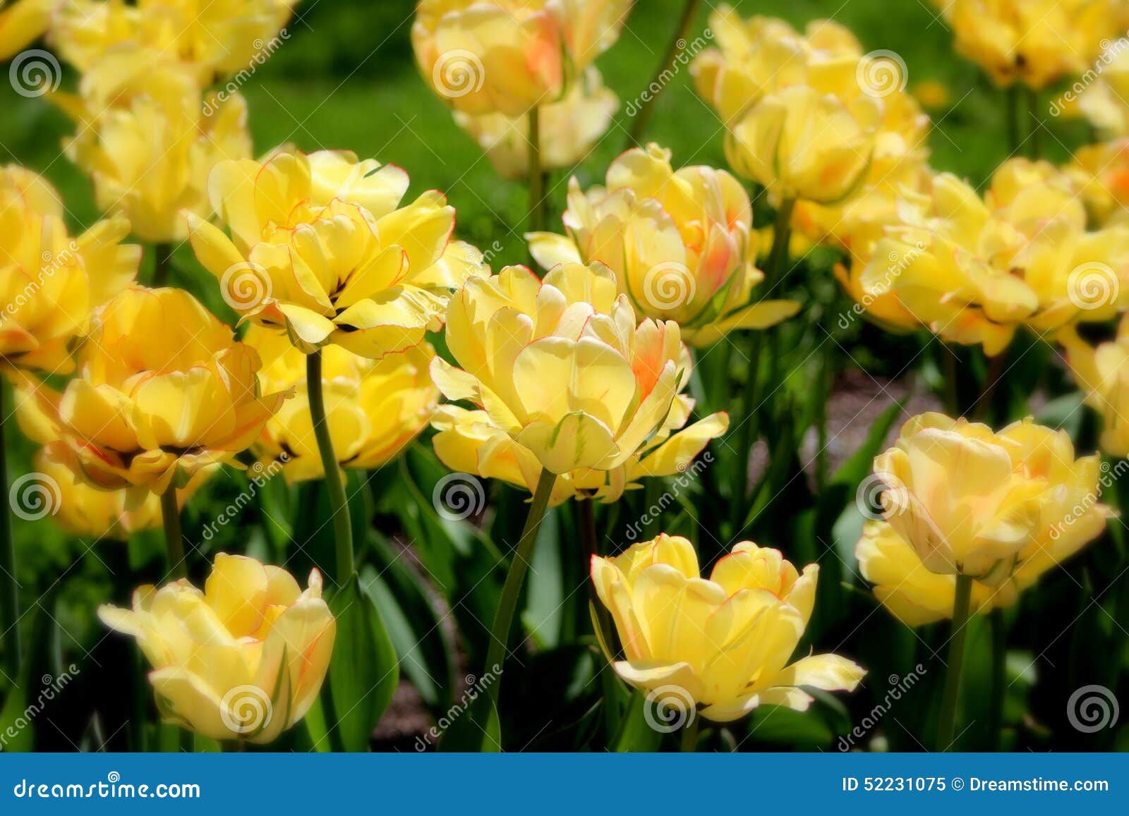 Yellow Tulips in the Sunshine Stock Image - Image of yellow, sunshine ...