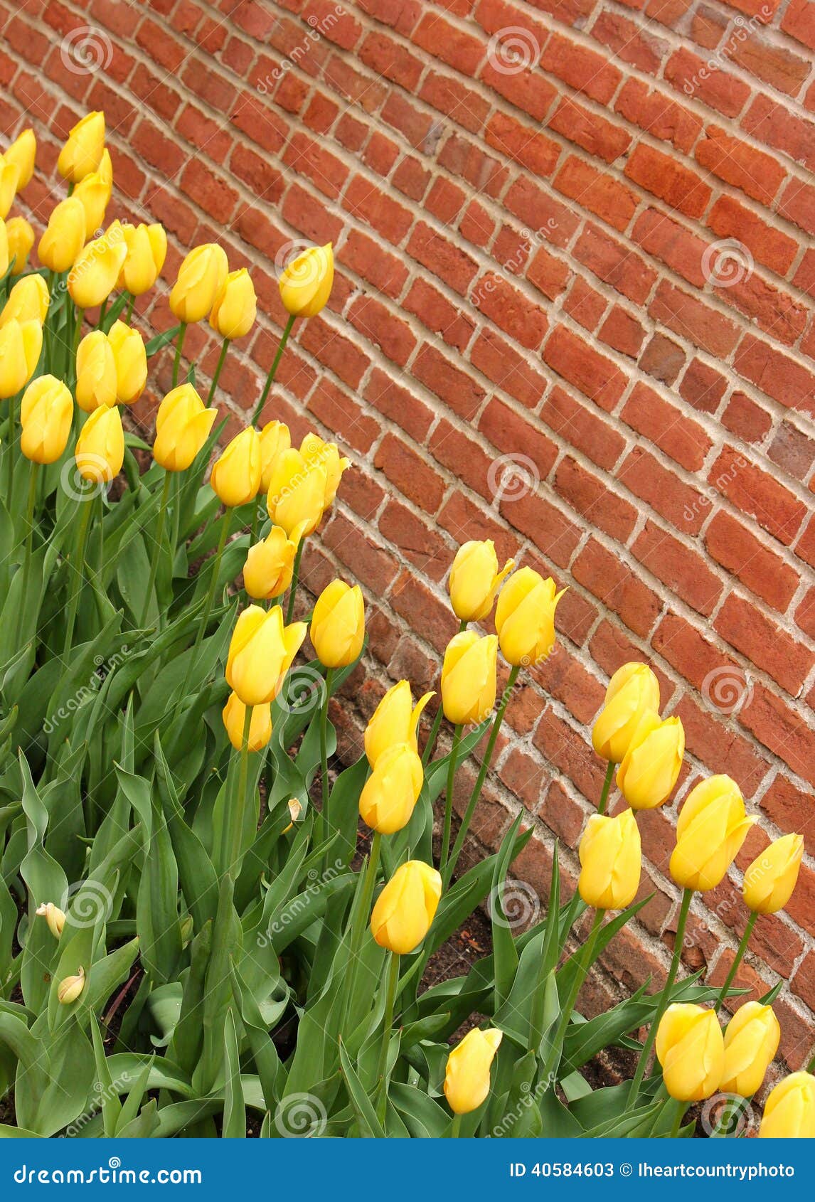 Yellow Tulips stock image. Image of outdoor, vivid, iowa - 40584603