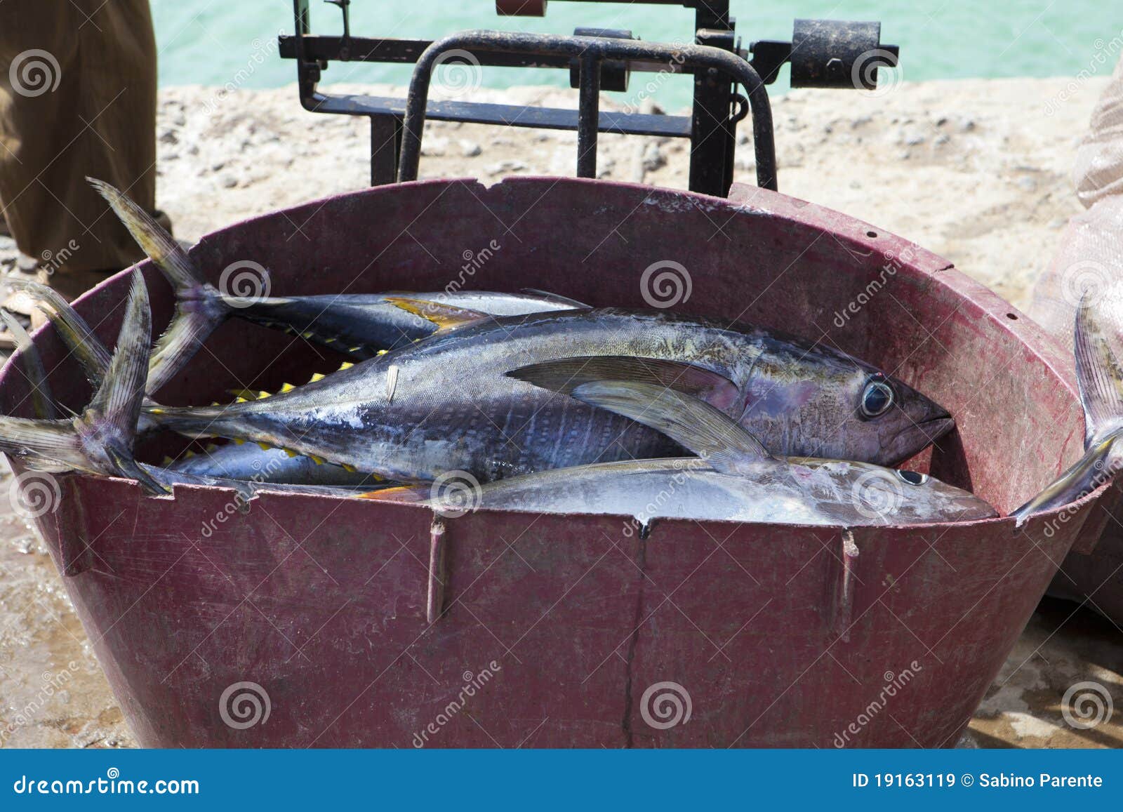 Yellow tuna fish stock image. Image of fresh, fish, healthy - 19163119