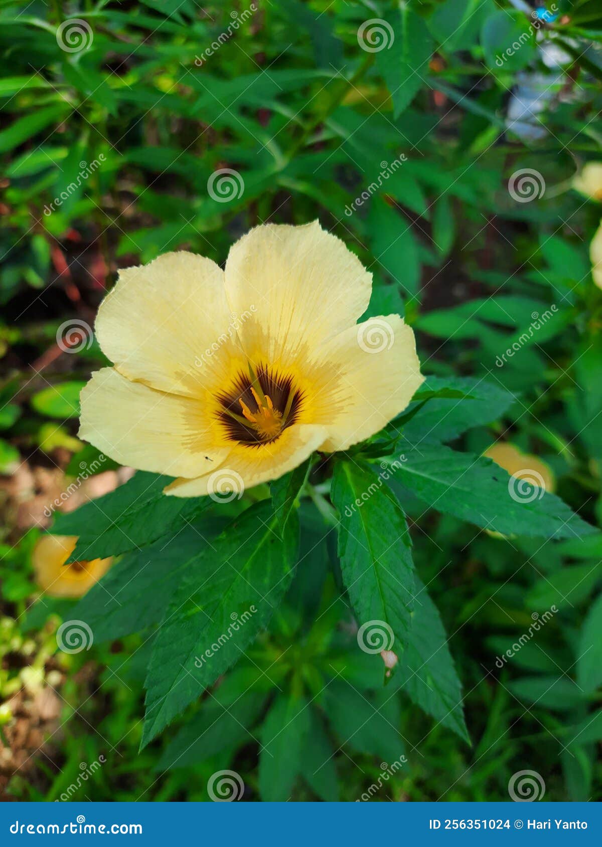 Yellow Turnera Ulmifolia Flower in Bloom Stock Photo - Image of ...