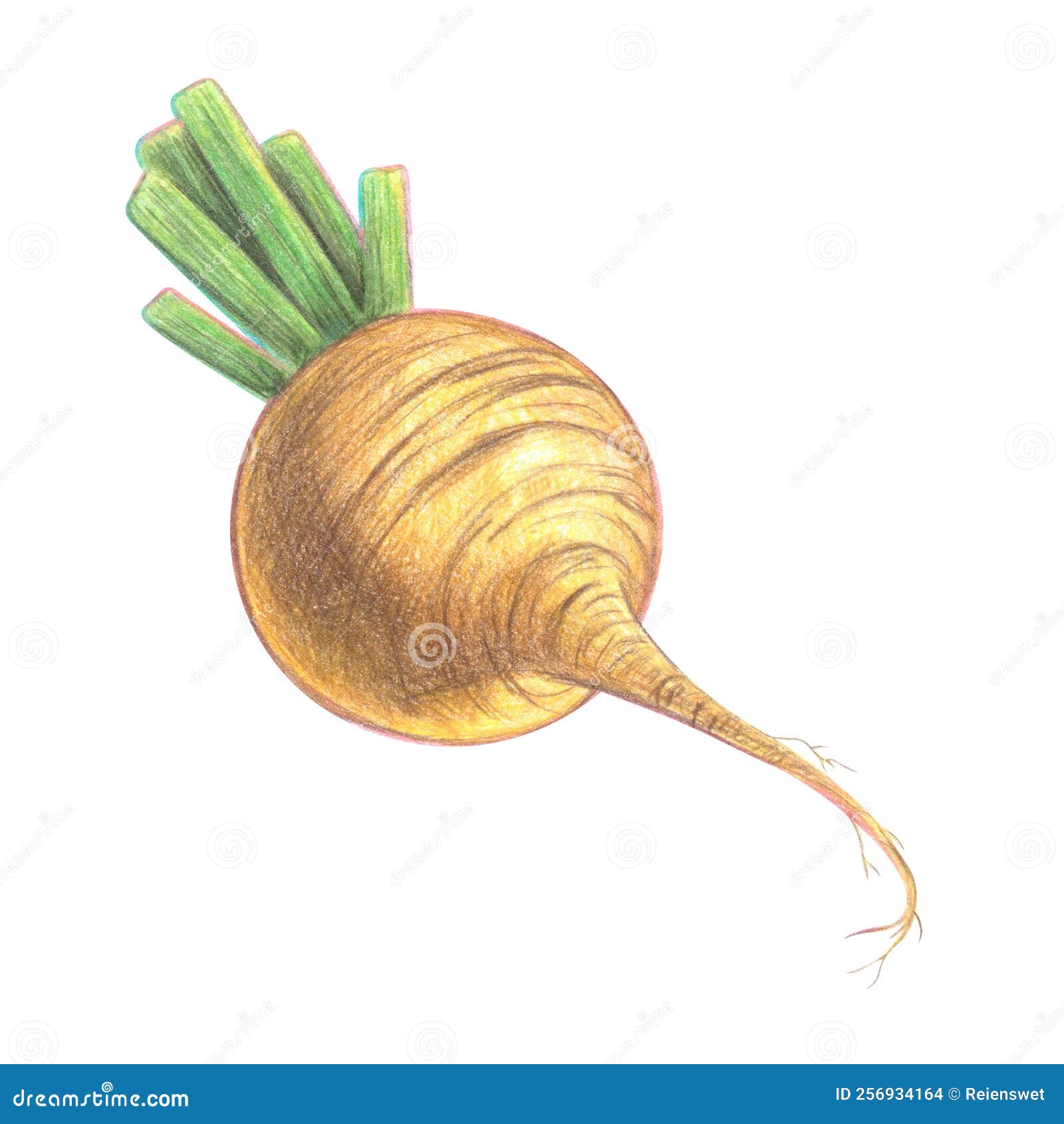 Yellow Turnip Vegetable Logo. Vector Isolated Illustration. Clipart And ...