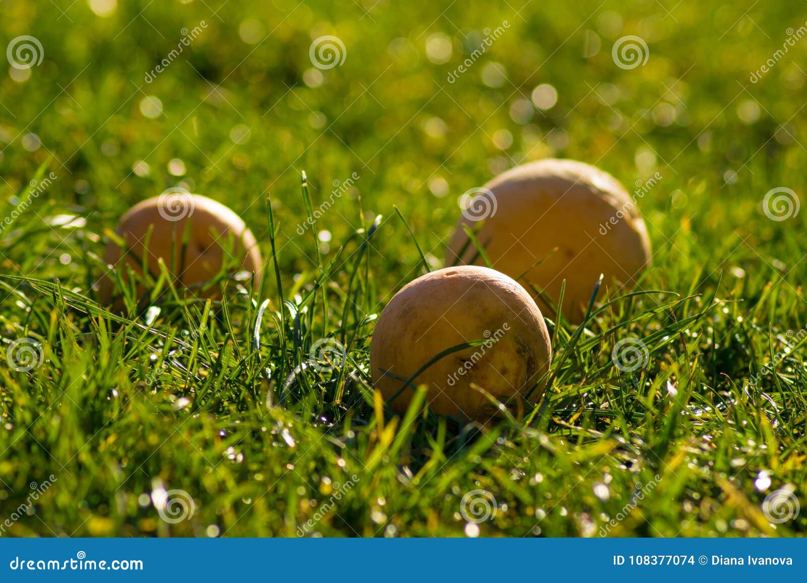 Yellow Turnip on Green Grass Stock Photo - Image of agriculture ...