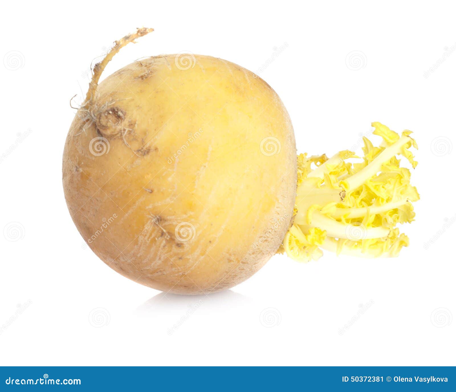 Yellow turnip stock image. Image of brown, root, studio - 50372381