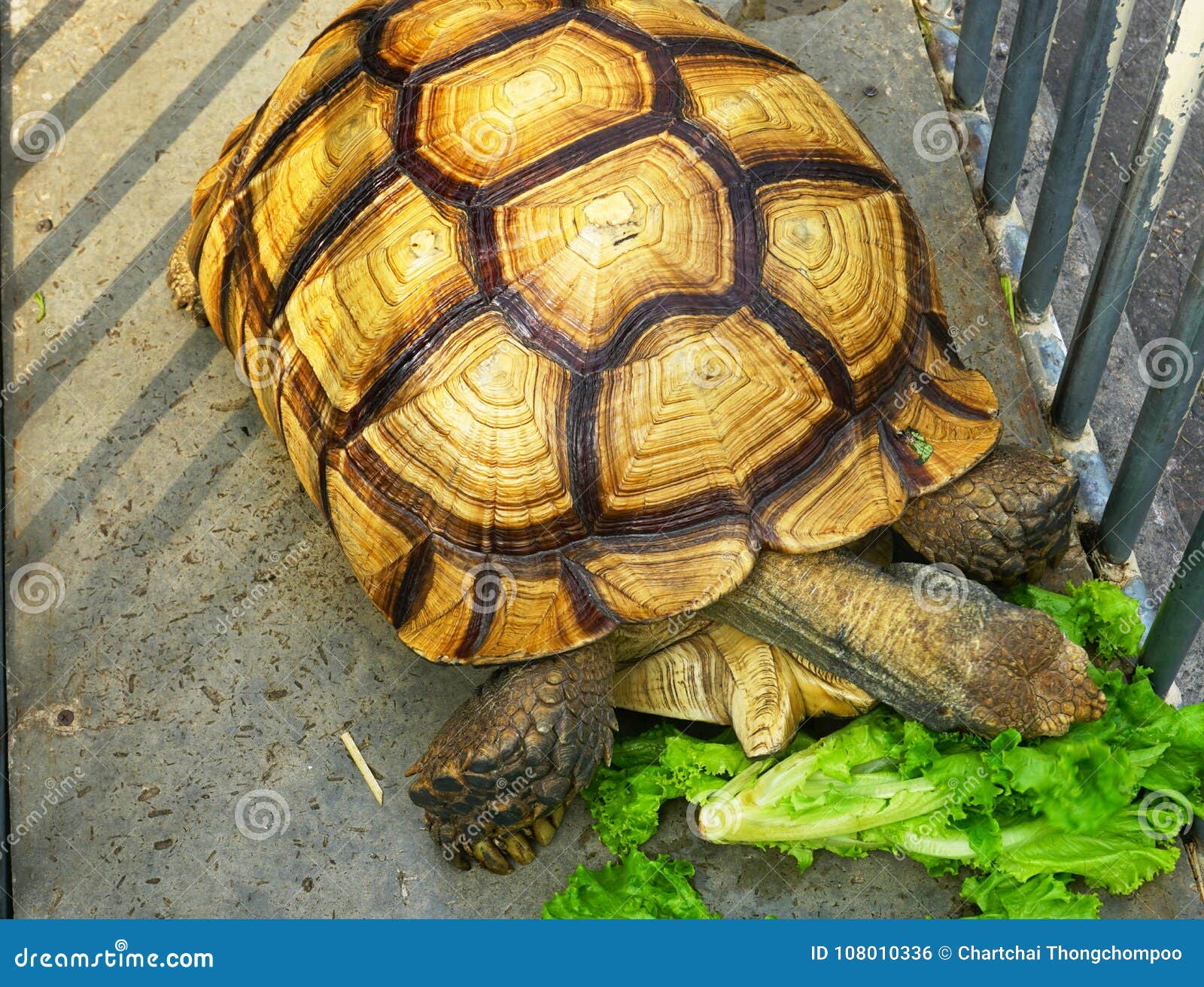 Yellow turtle eating stock photo. Image of animal, turtle - 108010336