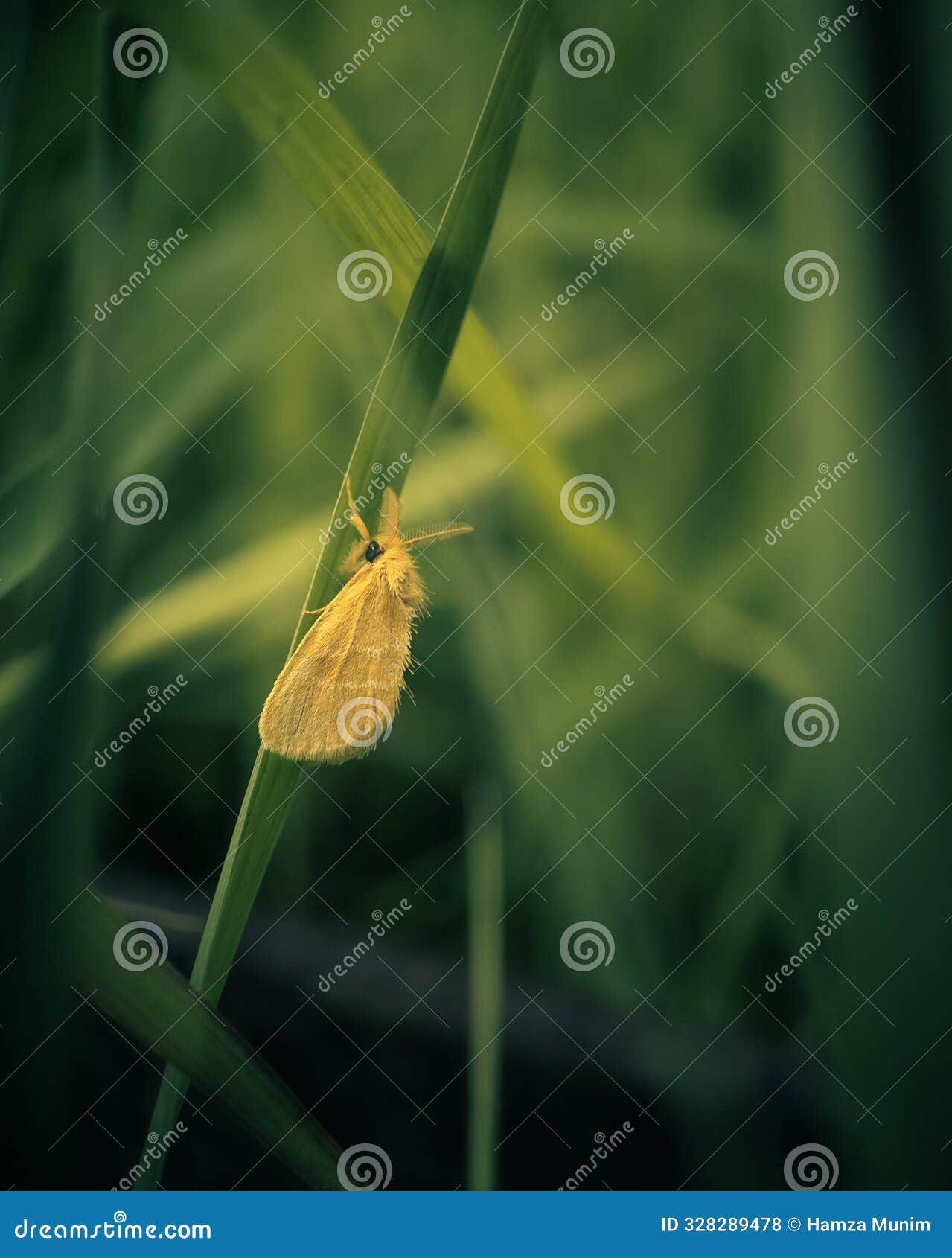 Yellow tussock moth stock photo. Image of moth, insect - 328289478