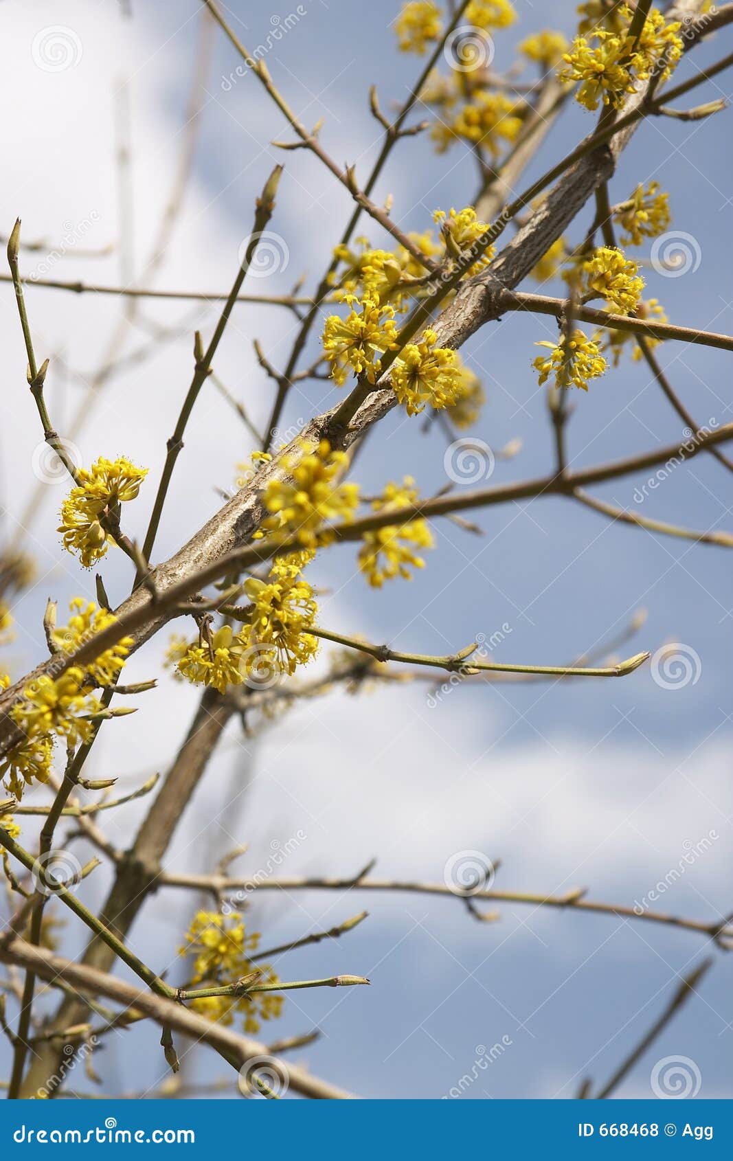 Yellow twig stock photo. Image of flower, blossom, bloom - 668468