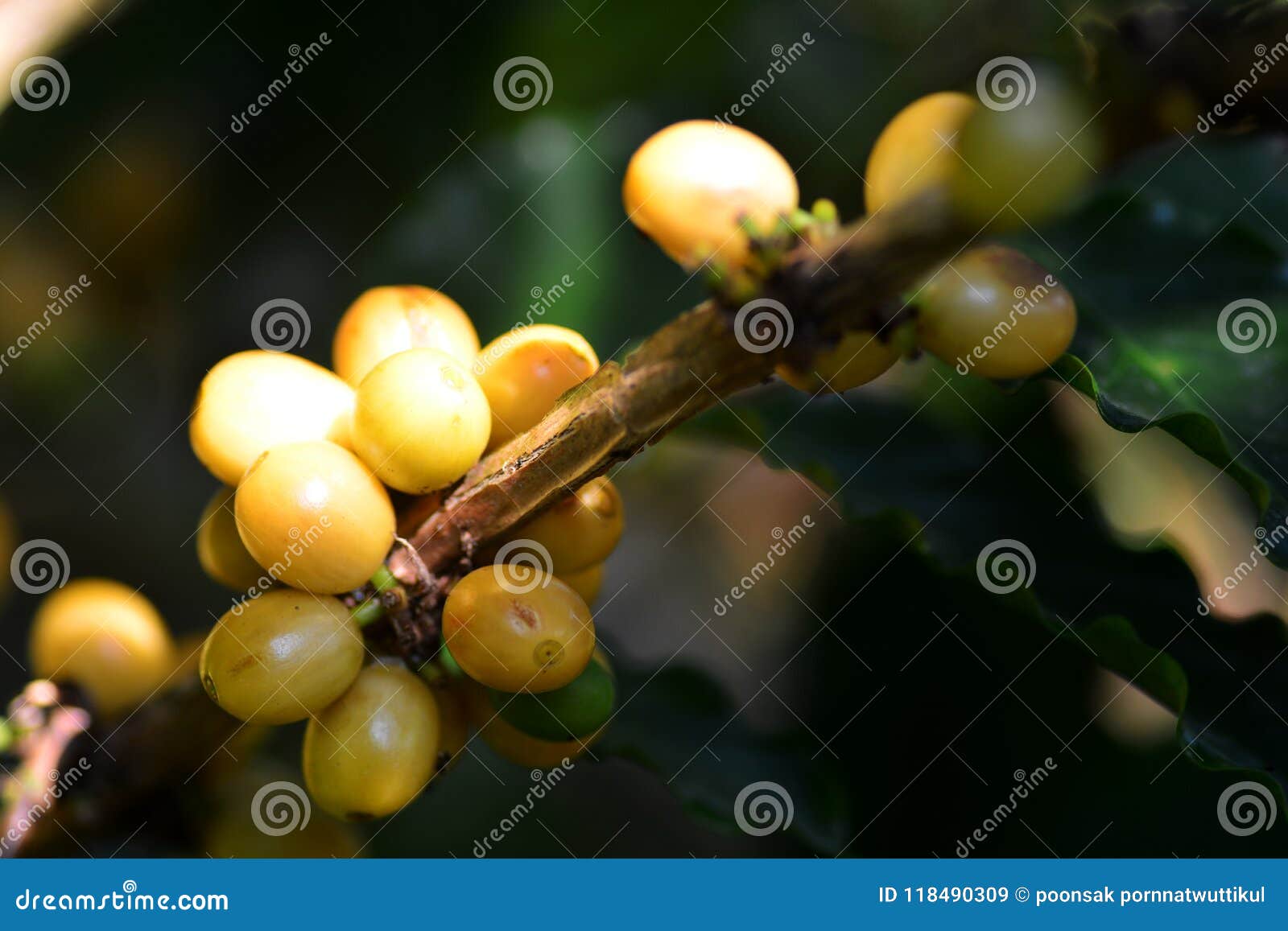 Yellow typical coffee stock image. Image of close, green - 118490309
