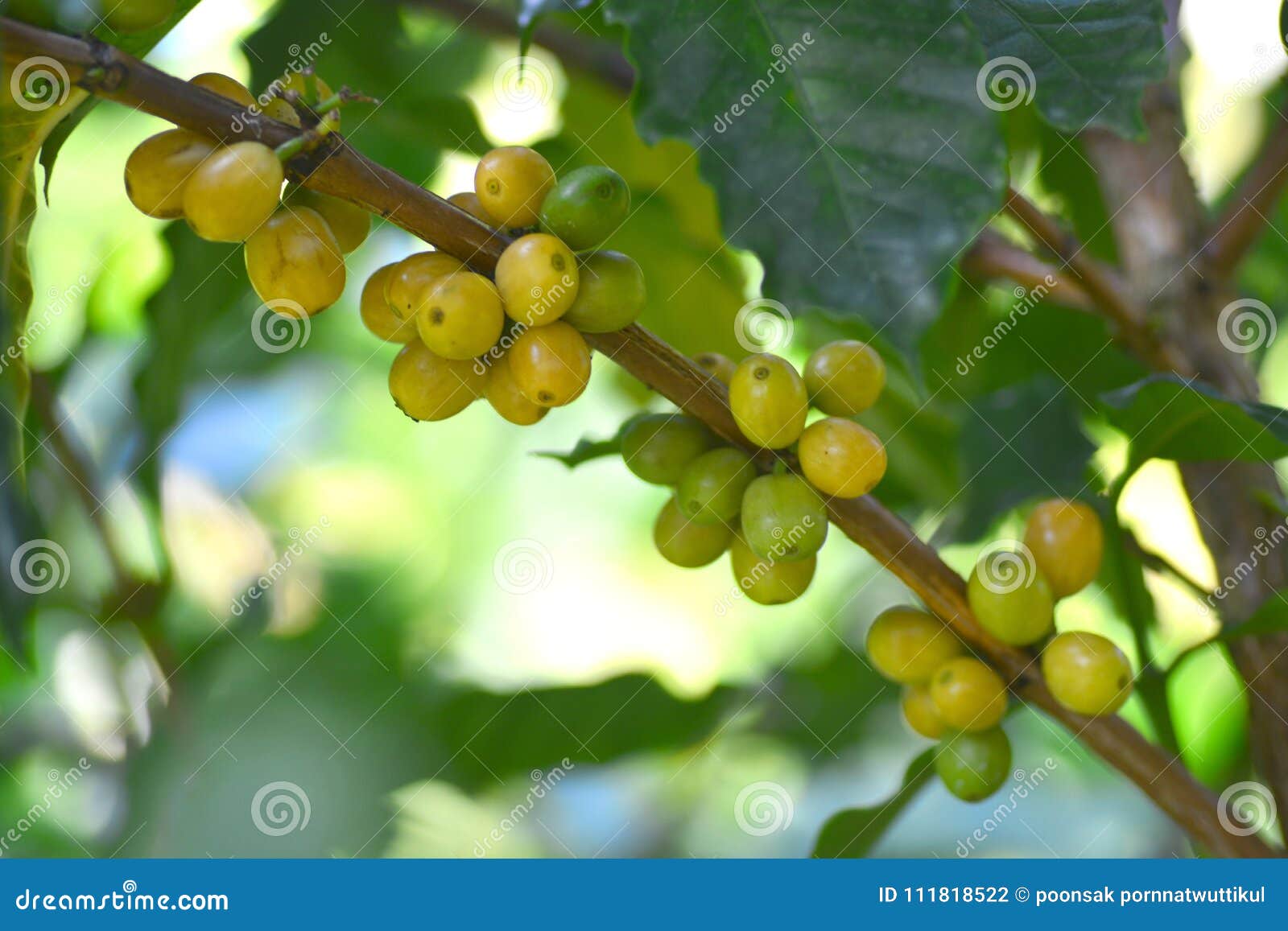 Yellow Typical Coffee on Tree Stock Photo - Image of food, floral ...
