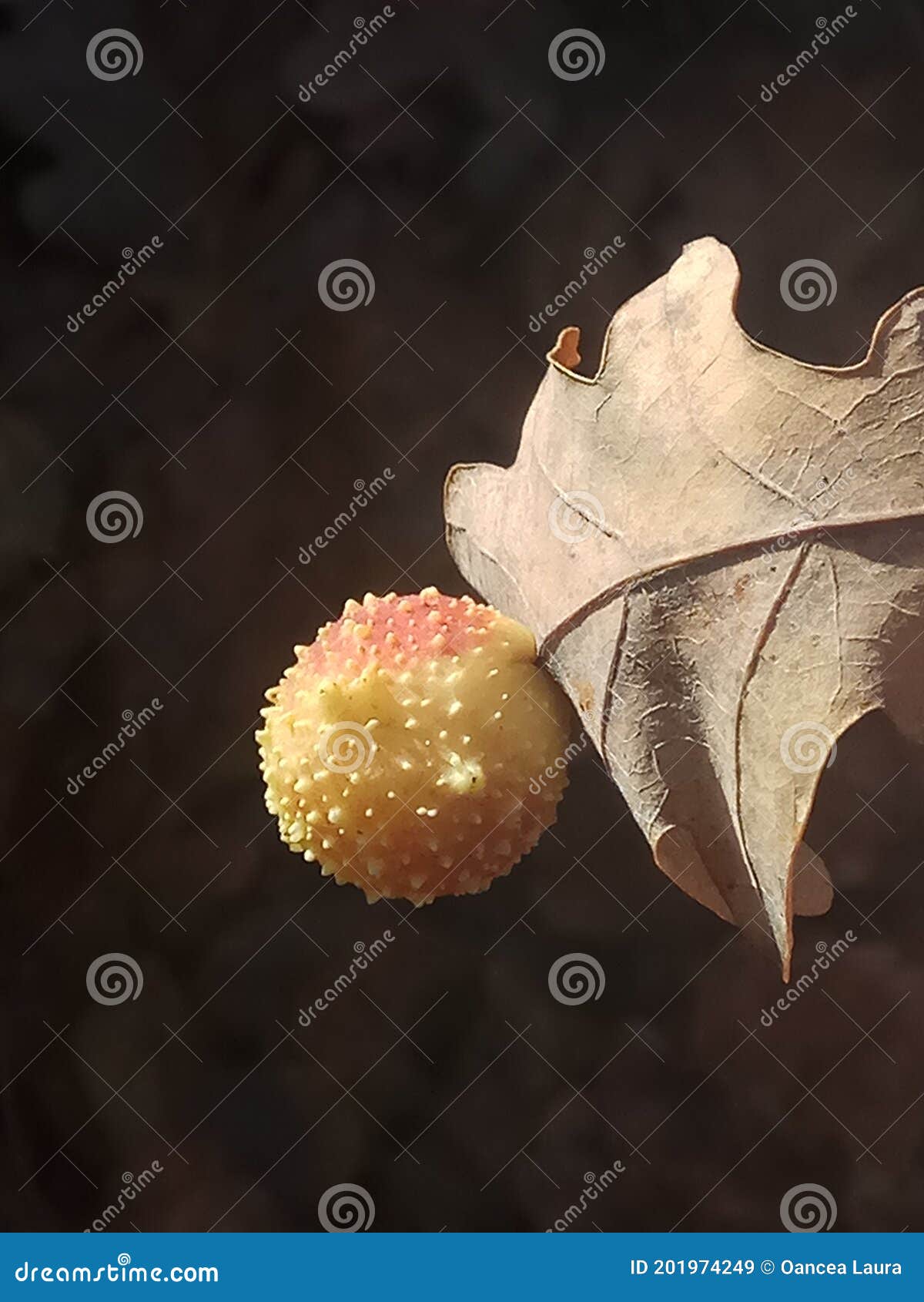 Yellow Unknown Insect Cocoon Stock Image - Image of fruit, branch ...