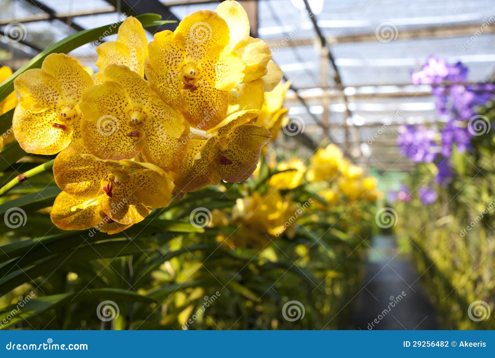 Yellow Vanda stock photo. Image of closeup, farm, decorative - 29256482
