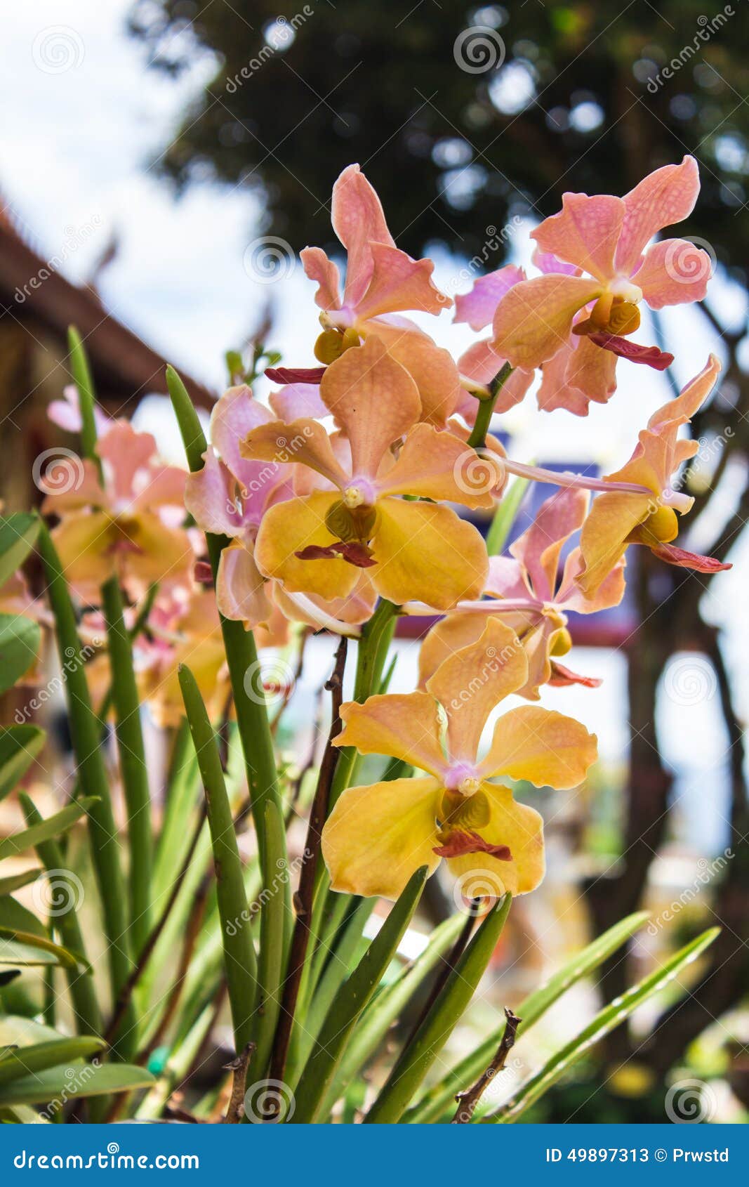 Yellow vanda orchid stock image. Image of ampullaceum - 49897313