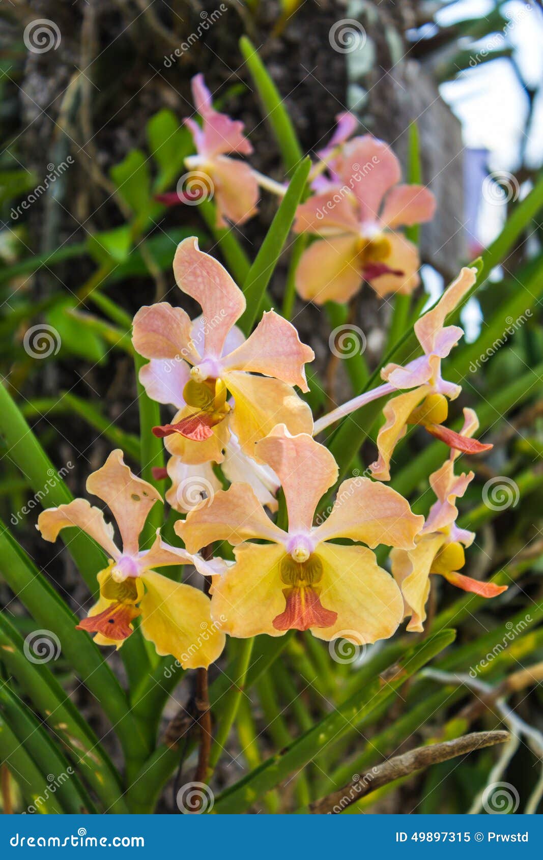 Yellow vanda orchid stock image. Image of flowery, ampullaceum - 49897315