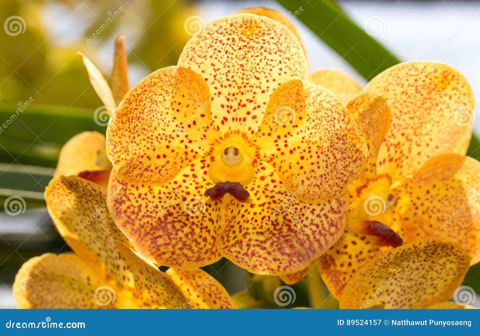 Yellow vanda orchid flower stock image. Image of branch - 89524157