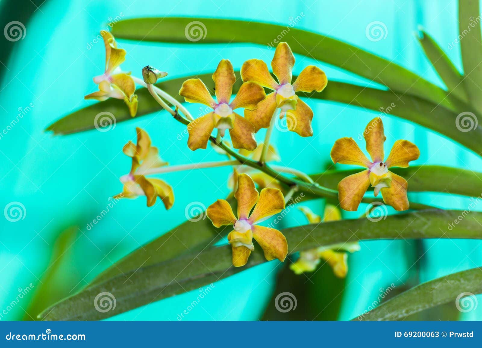 Yellow vanda orchid flower stock image. Image of botany - 69200063