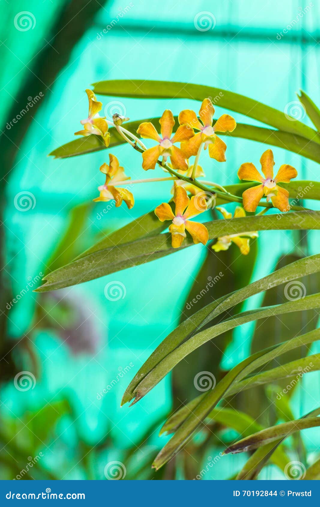Yellow vanda orchid flower stock photo. Image of ascocentrum - 70192844