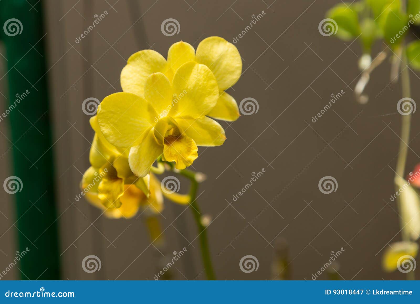 Yellow Vanda Orchid Flowers. Stock Image - Image of botany, lush: 93018447