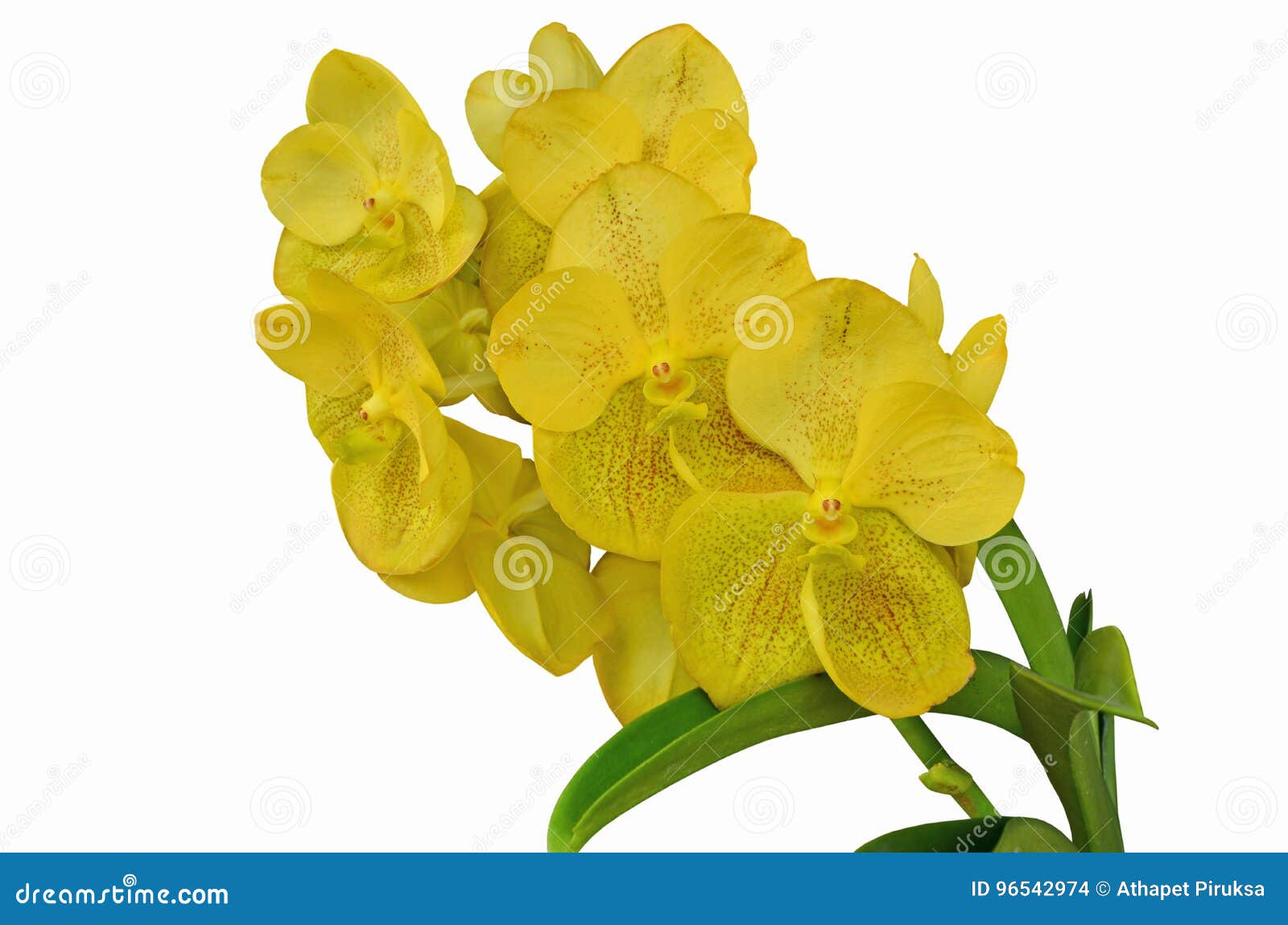 Yellow Vanda Orchid on White Background Stock Photo - Image of spring ...