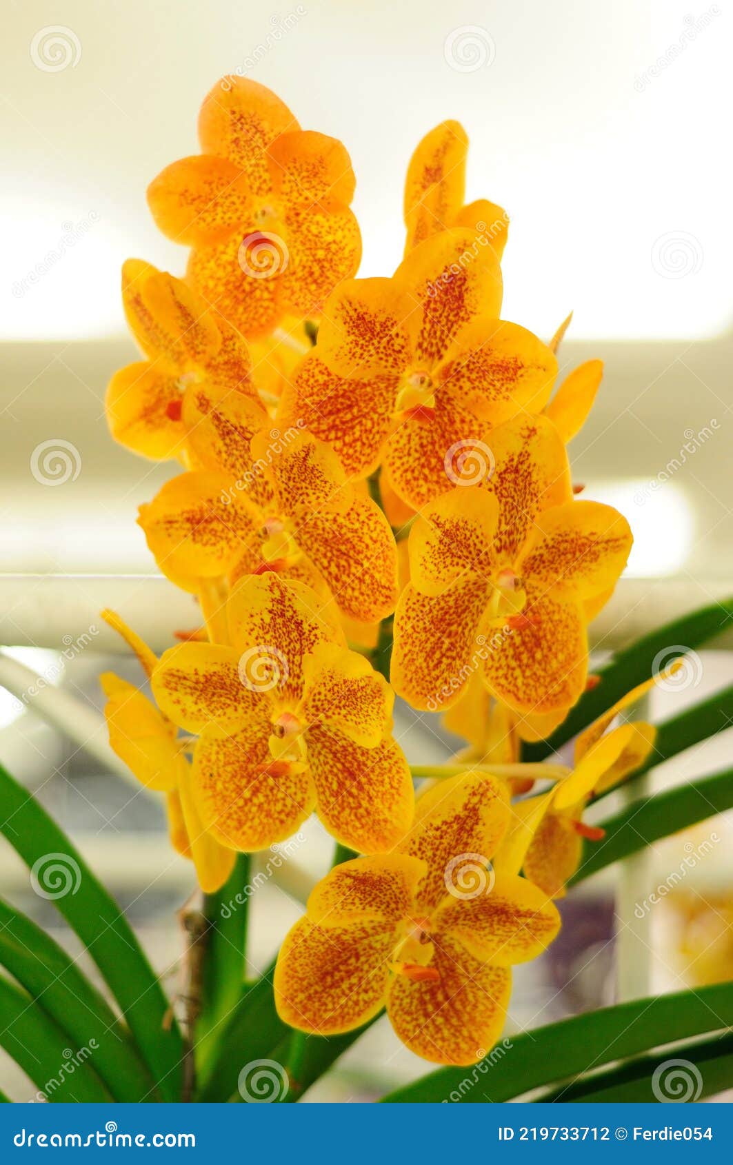Yellow Vanda Orchids stock photo. Image of orchid, vivid - 219733712