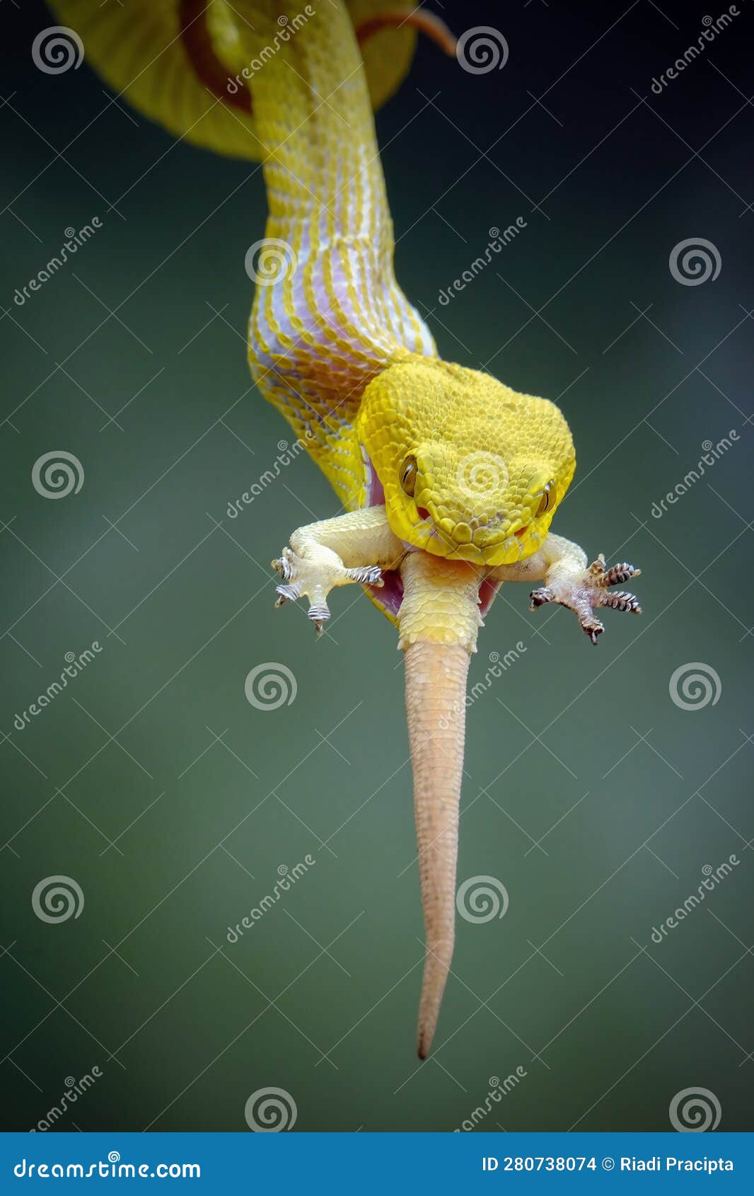 Yellow Venomous Snake on the Tree Stock Photo - Image of poisonous ...