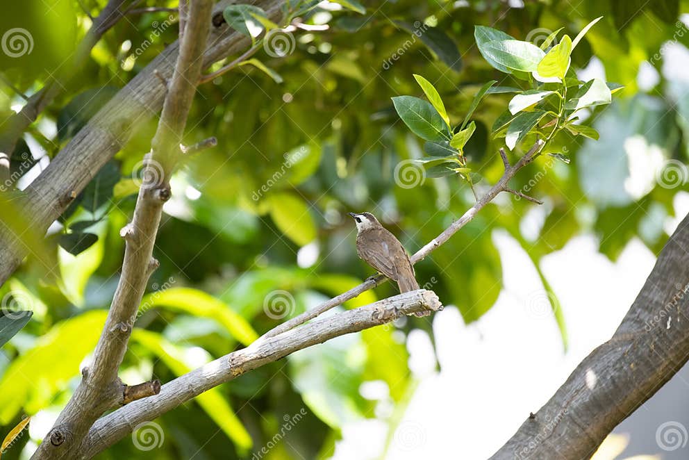 Yellow - vented bubul stock image. Image of bird, stubby - 154615685