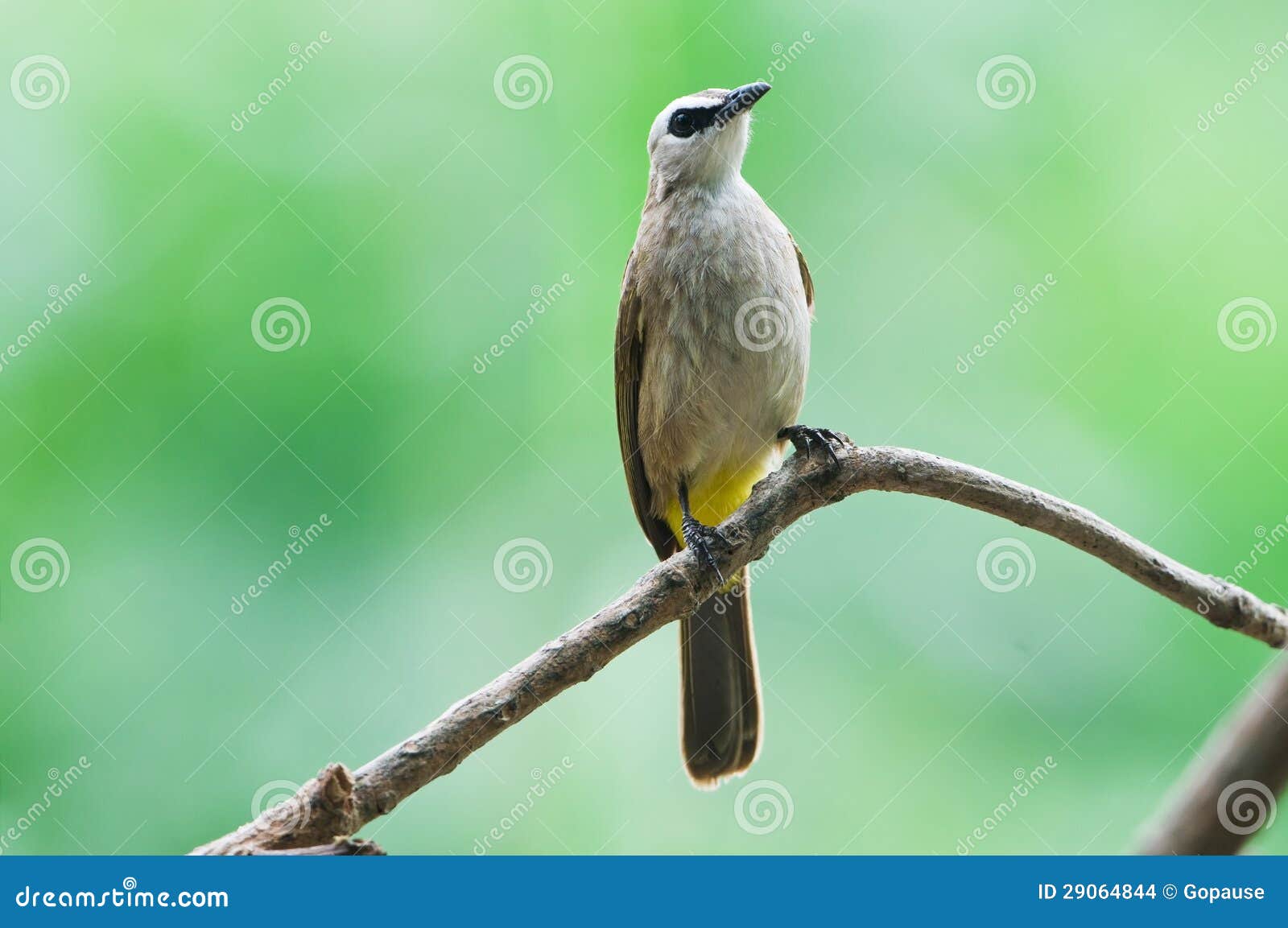 Yellow-vented Bulbul stock photo. Image of park, outdoor - 29064844
