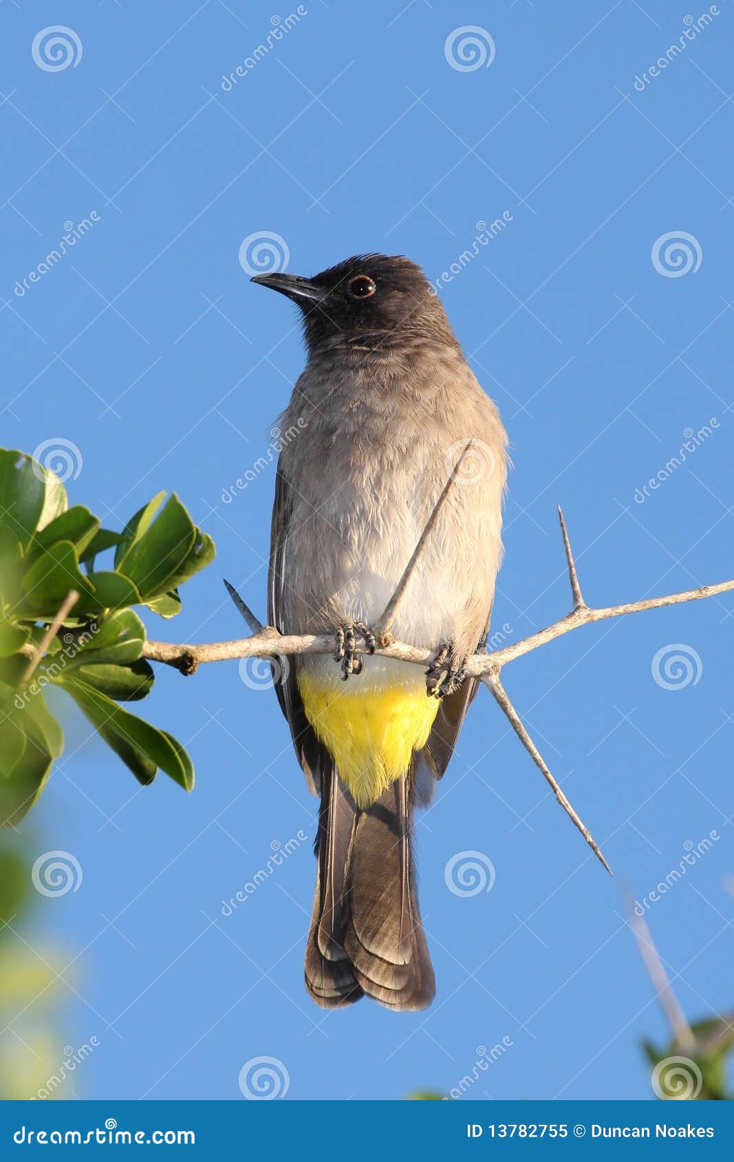 Yellow-vented Bulbul Bird Stock Photography | CartoonDealer.com #14654450