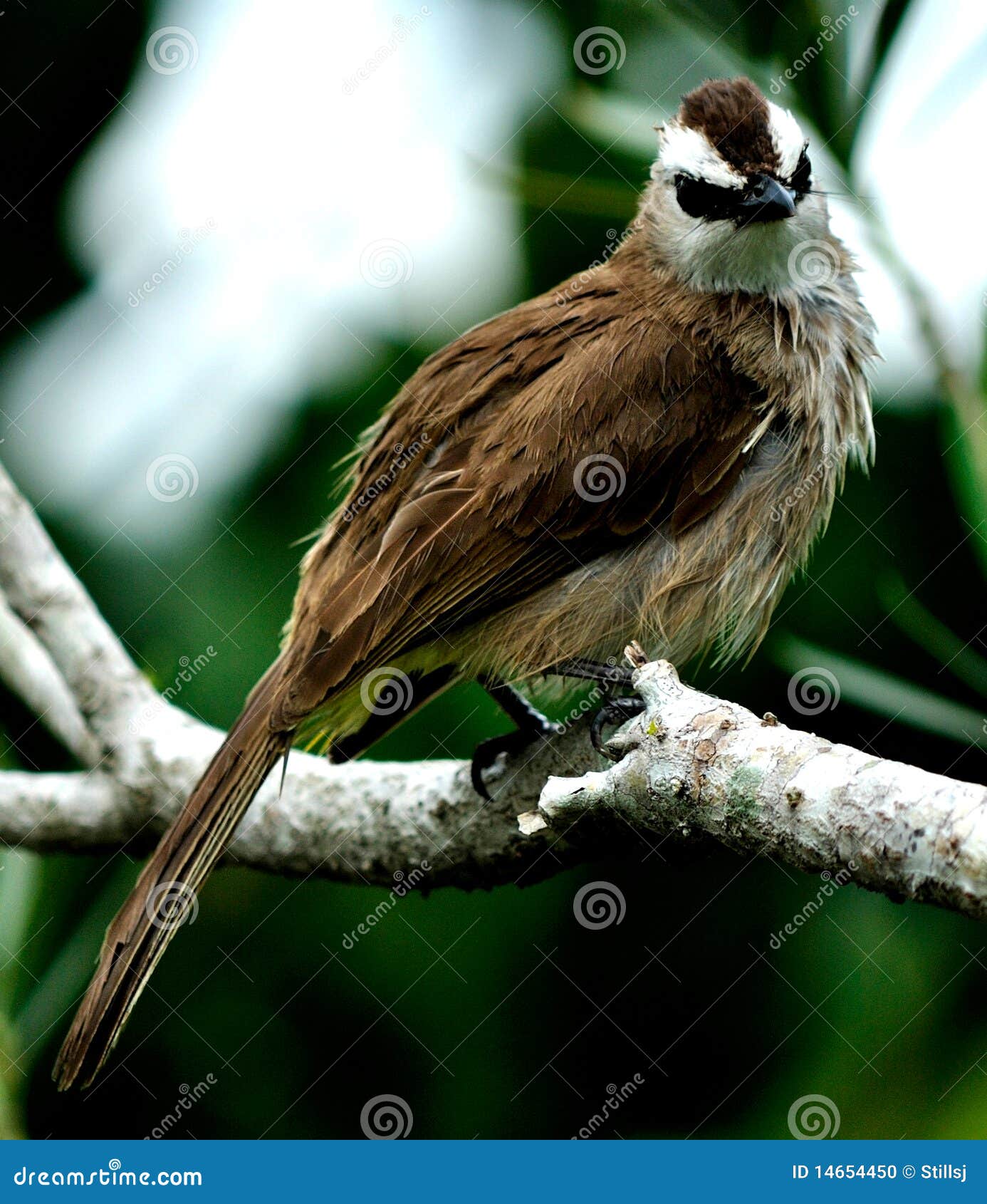 Yellow-vented Nightingale Perched On A Tree Branch Royalty-Free Stock ...