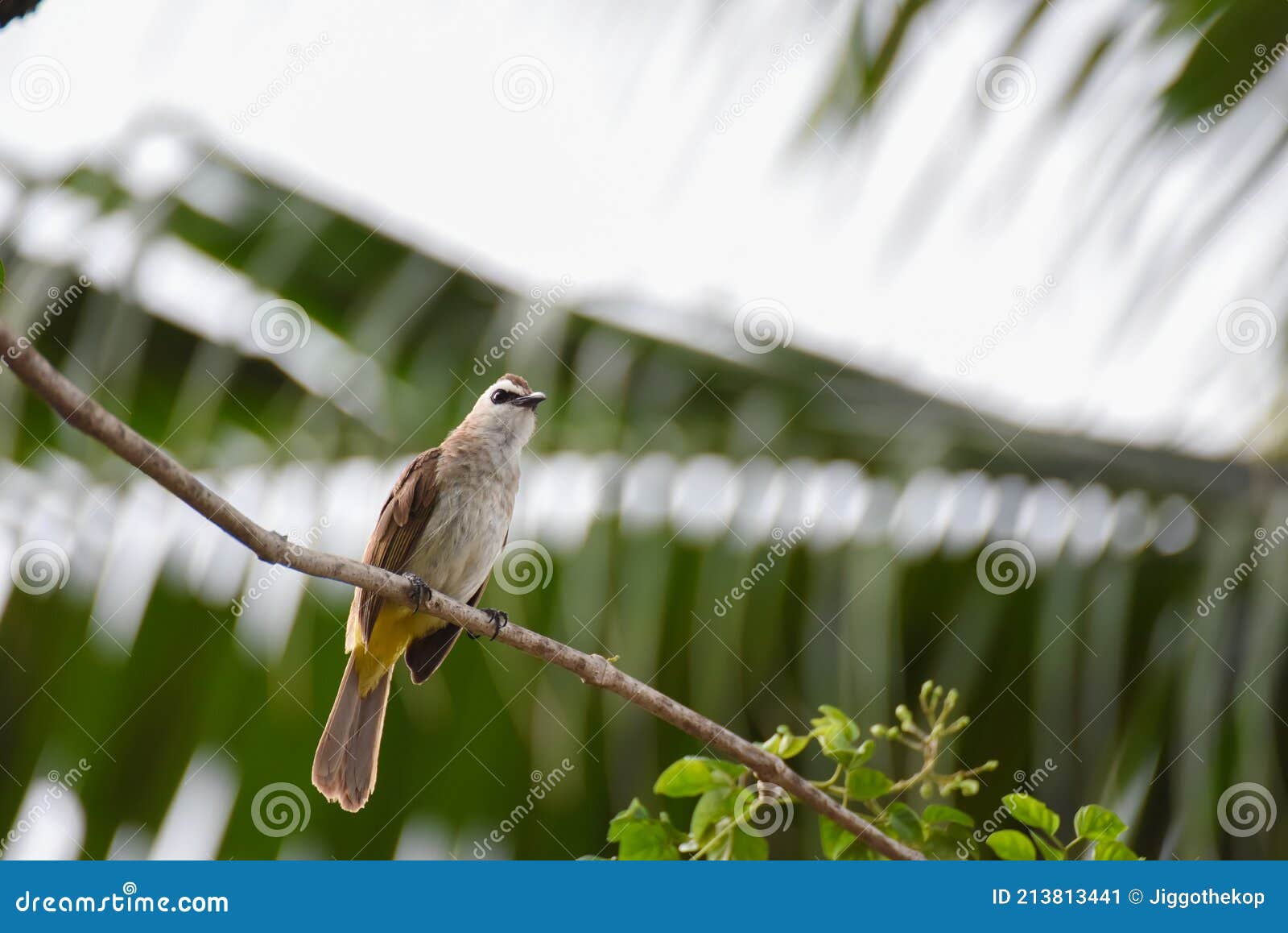 Yellow Vented Bulbul Bird on Tree Stock Image - Image of vented ...