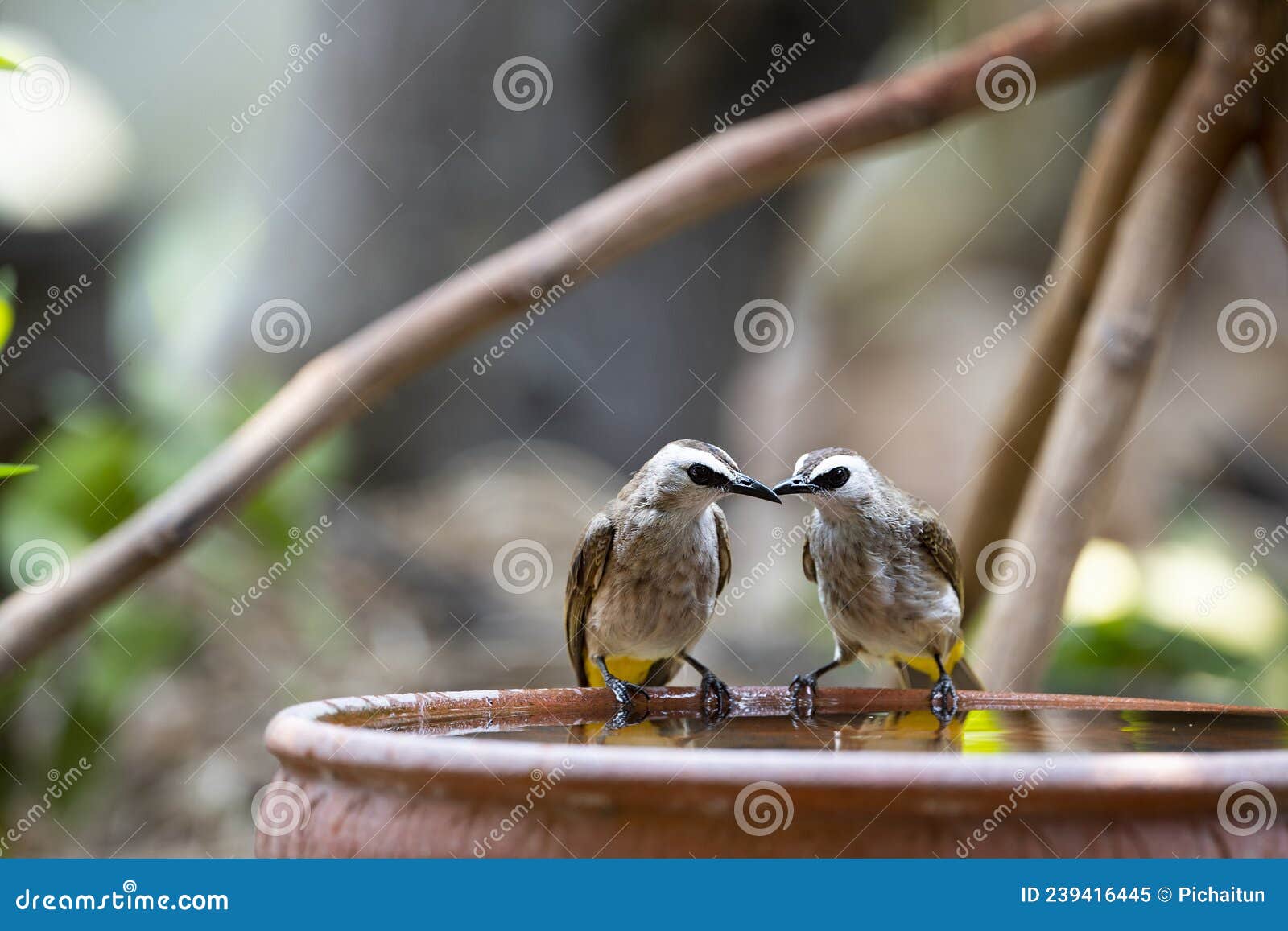Yellow - vented Bulbul stock image. Image of goiavier - 239416445
