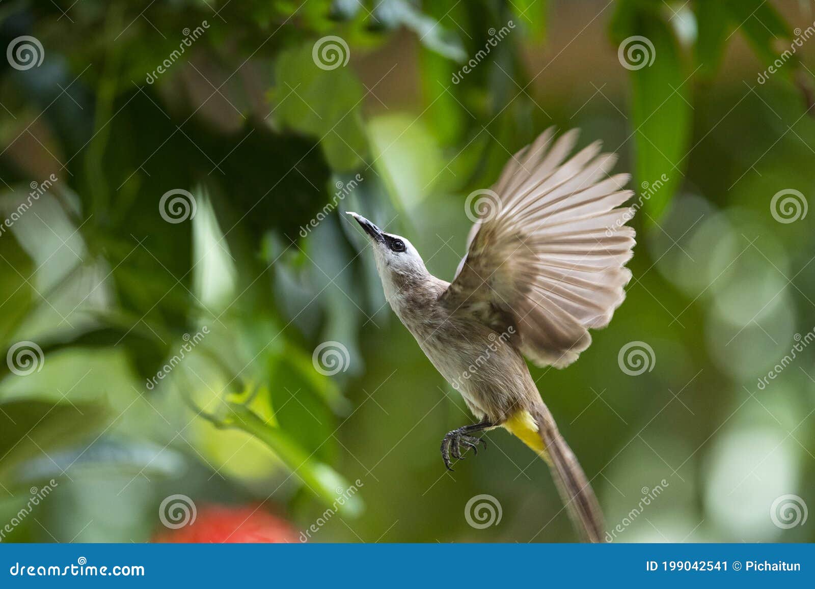 Yellow - vented Bulbul stock image. Image of branch - 199042541