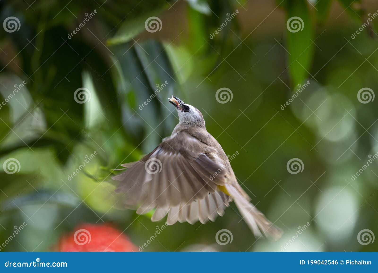 Yellow - vented Bulbul stock photo. Image of nature - 199042546