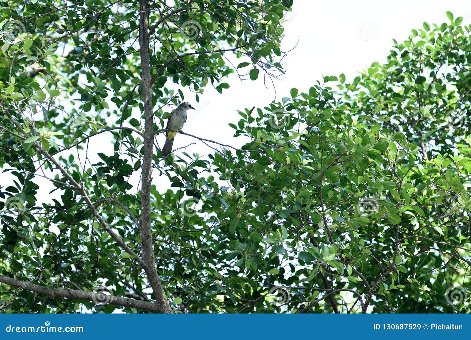 Yellow - vented bulbul stock image. Image of white, eastern - 130687529