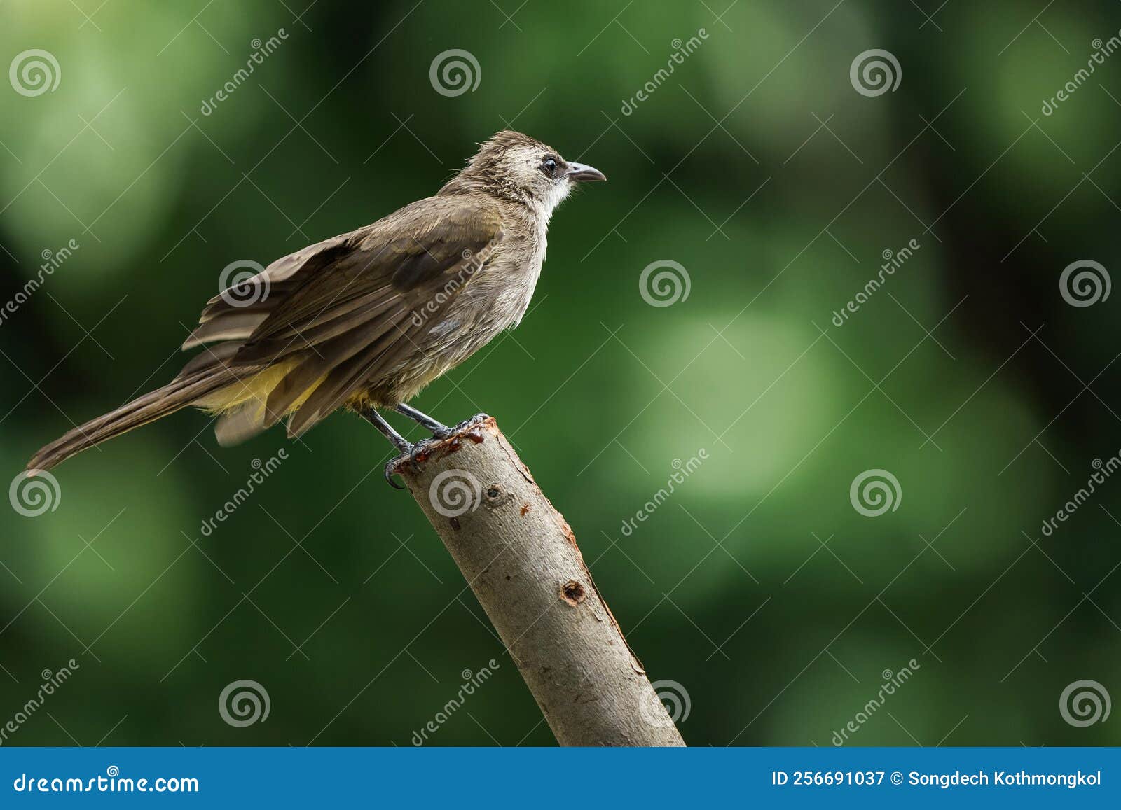 Yellow-vented Bulbul, Pycnonotus Goiavier Stock Image - Image of beak ...