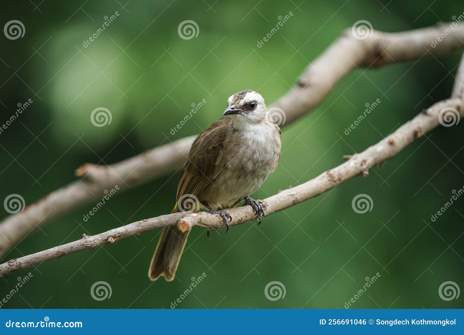 Yellow-vented Bulbul, Pycnonotus Goiavier Stock Photo - Image of ...