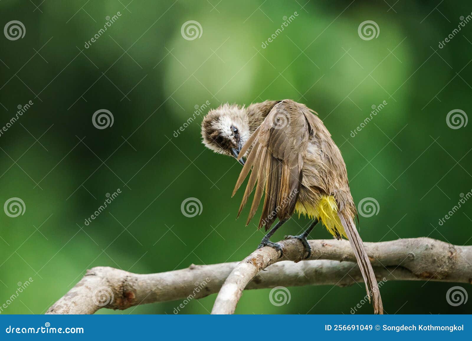 Yellow-vented Bulbul, Pycnonotus Goiavier Stock Image - Image of asian ...