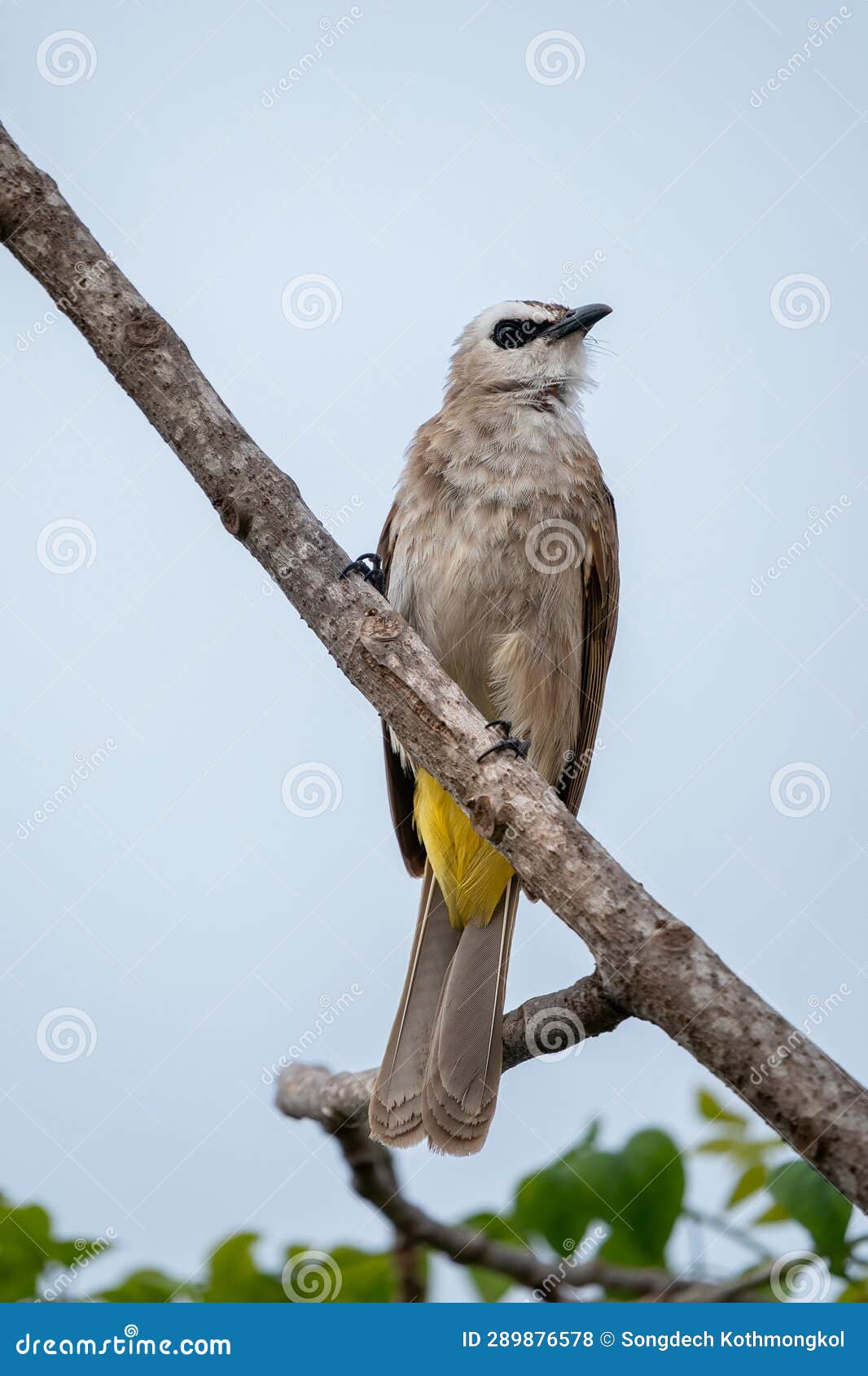 Yellow-vented Bulbul, Pycnonotus Goiavier Stock Photo - Image of bulbul ...