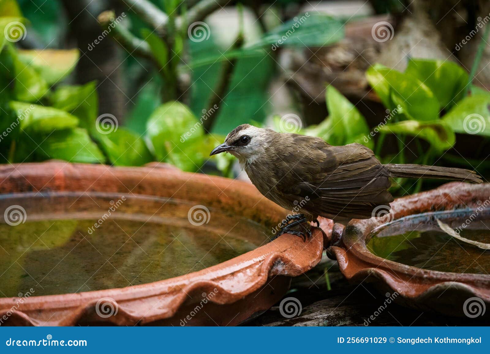 Yellow-vented Bulbul, Pycnonotus Goiavier Stock Image - Image of bird ...