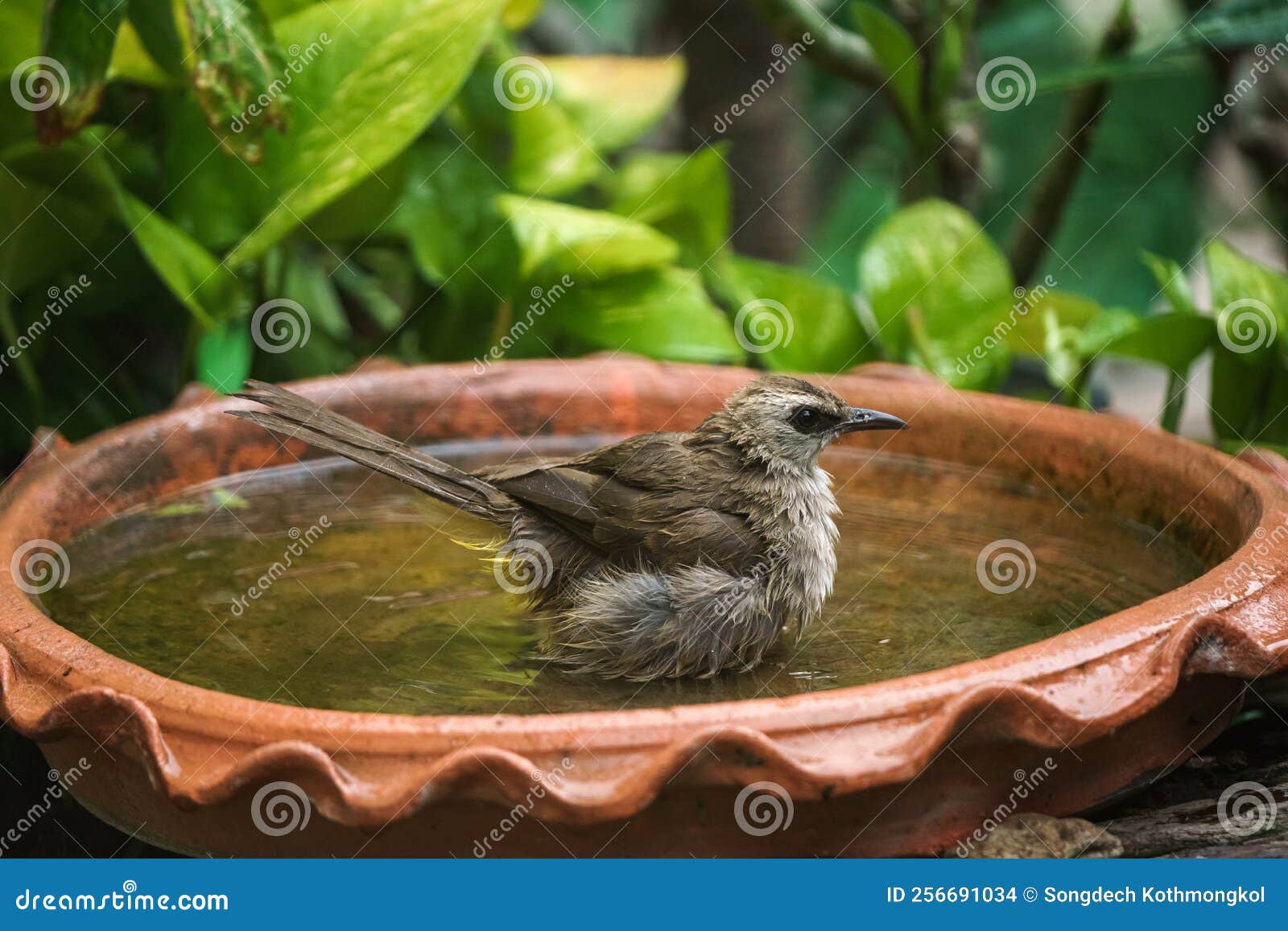Yellow-vented Bulbul, Pycnonotus Goiavier Stock Photo - Image of park ...