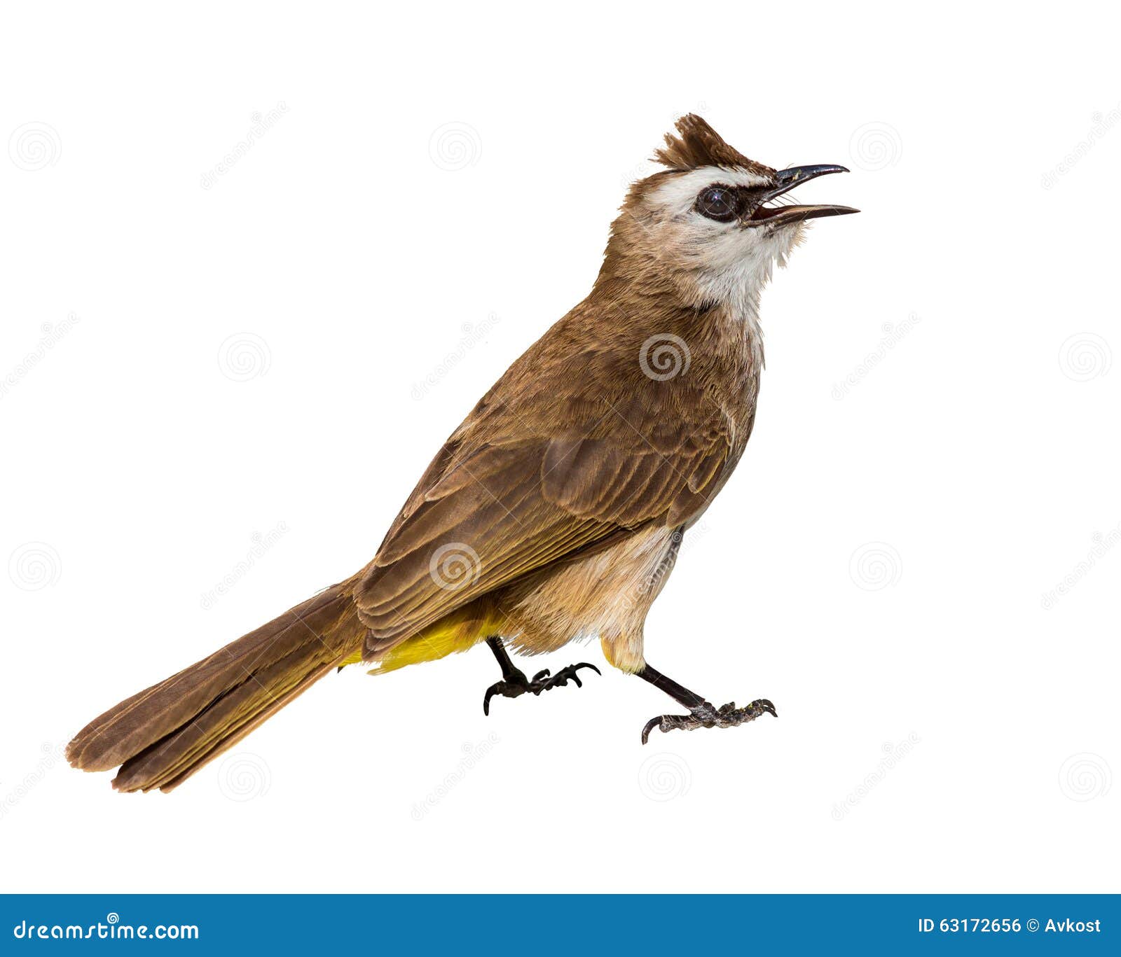 Yellow-vented Bulbul (Pycnonotus Goiavier) Isolated Stock Photo - Image ...