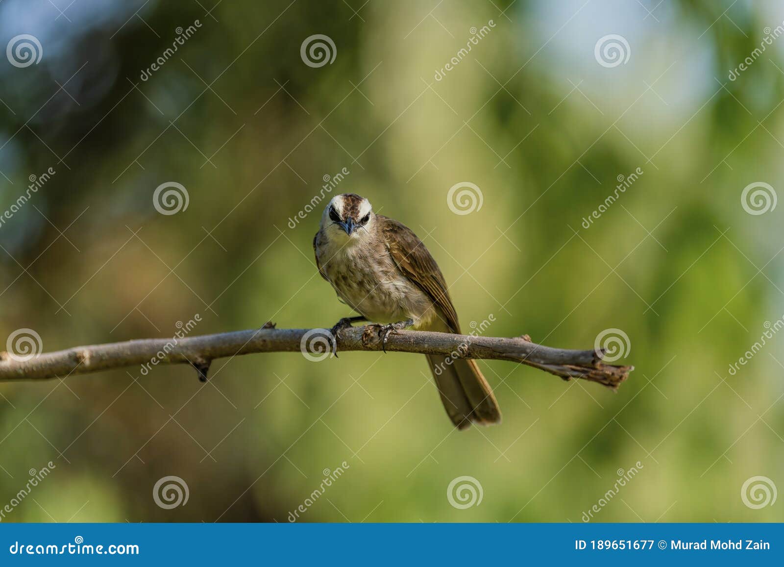 Yellow-vented Bulbul Pycnonotus Goiavier Perching Stock Image - Image ...